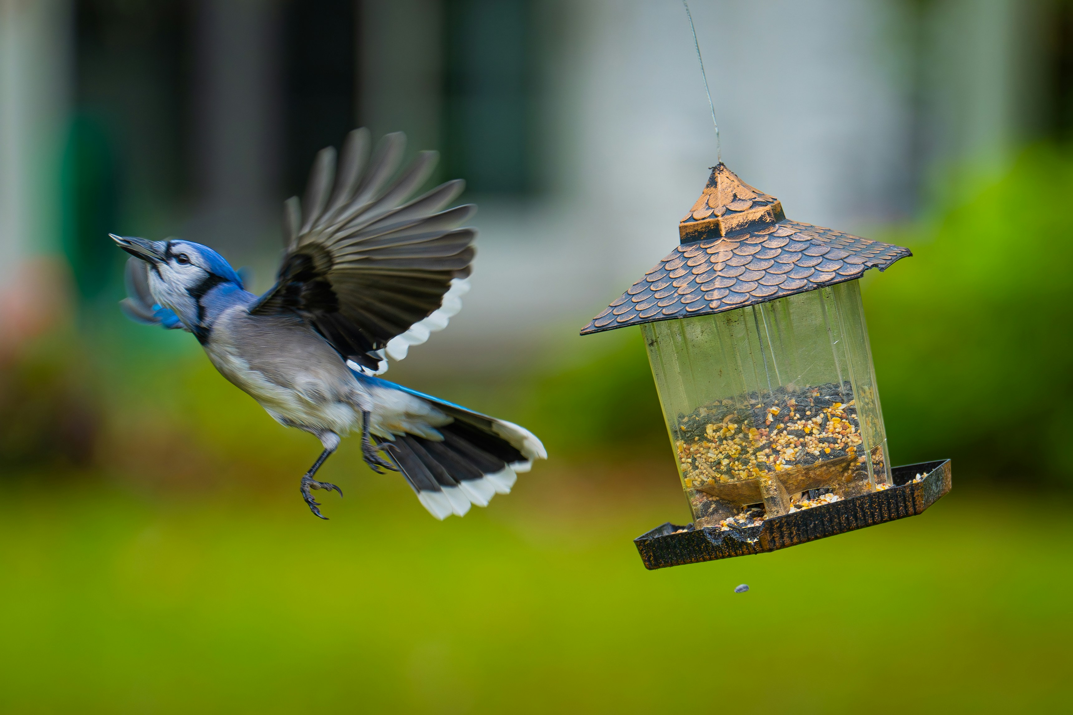 Blue jay in mid-flight nearing a bird feeder against a blurred green background.