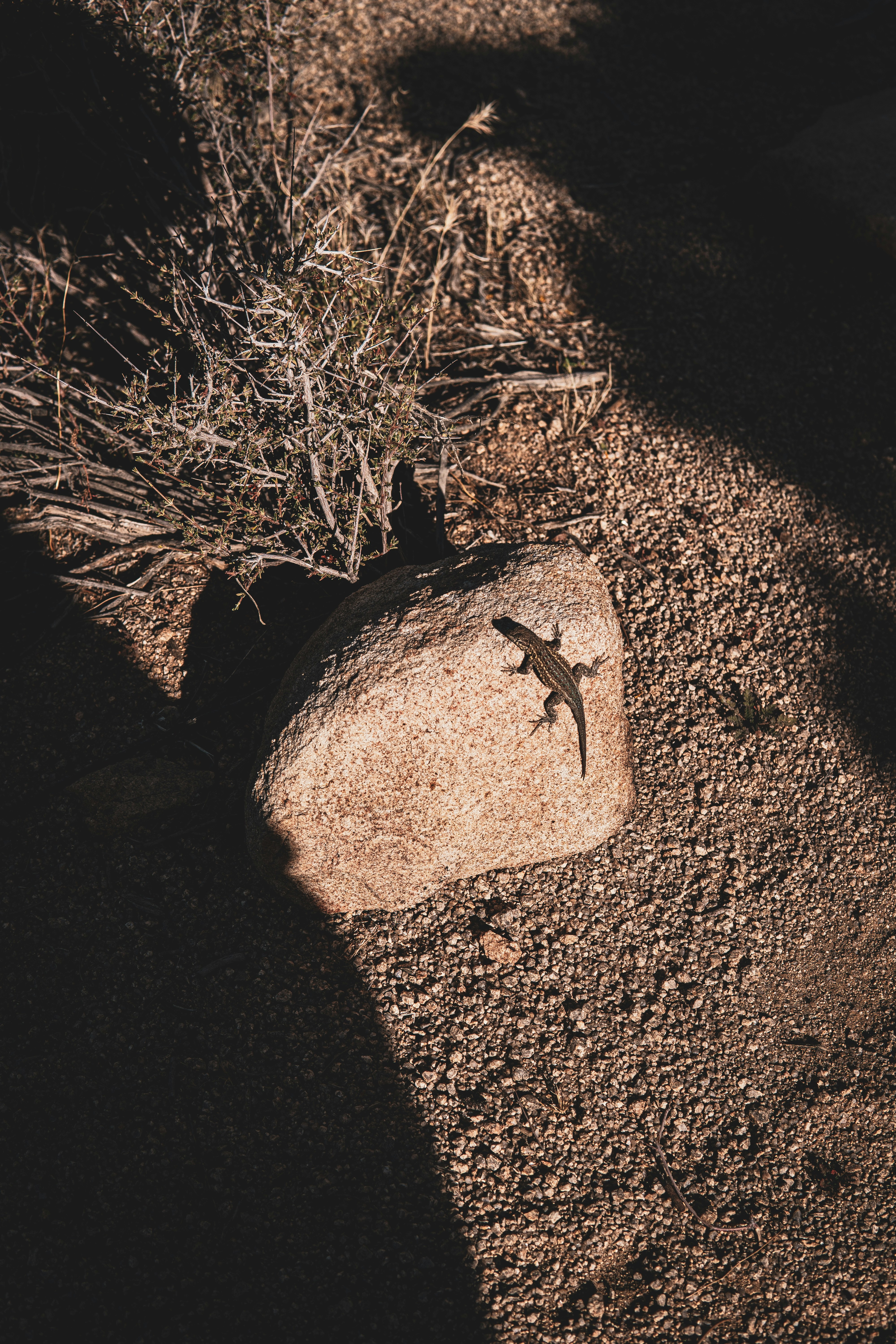 Sunlit Gecko on a Desert Rock