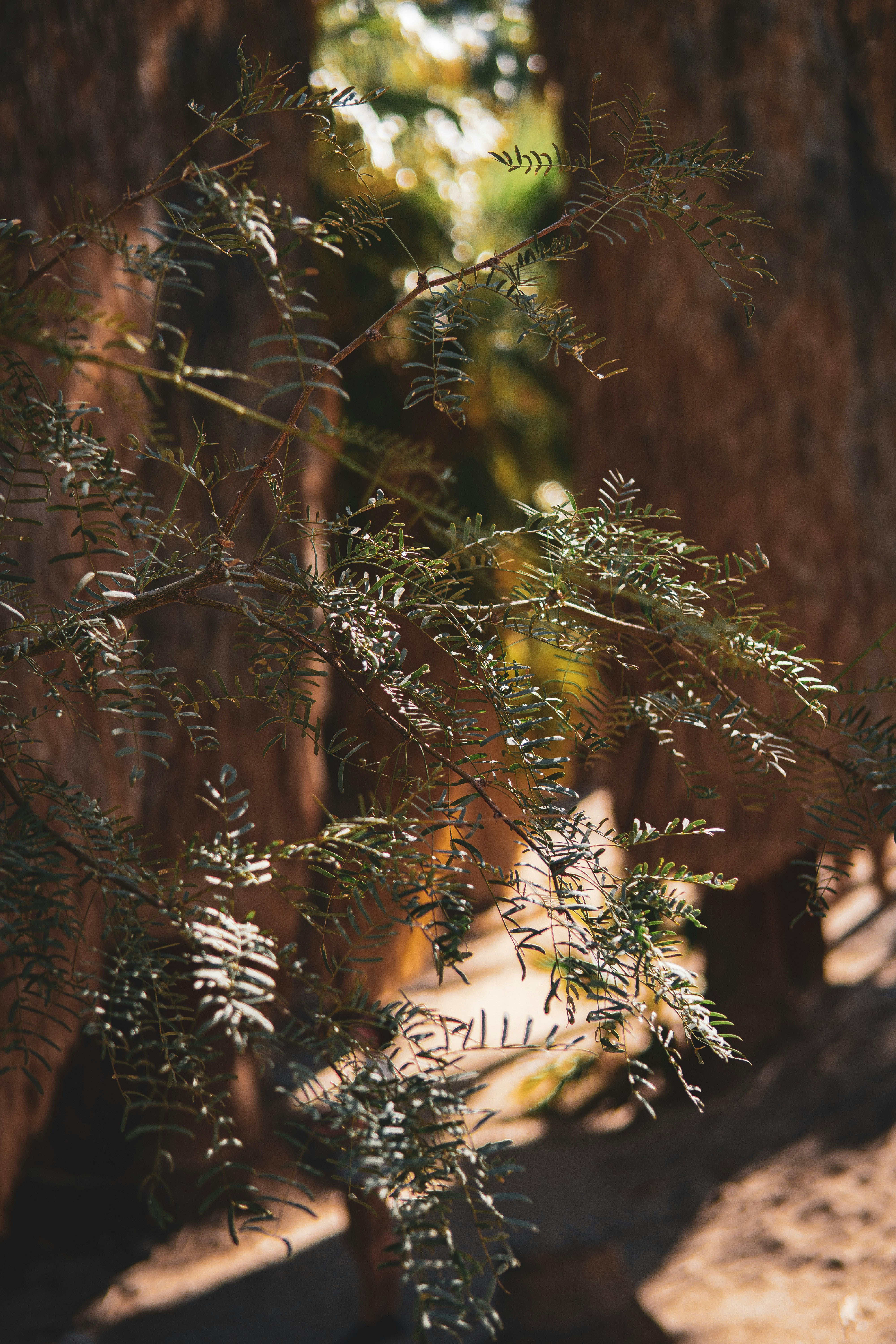 Sunlit Fern Fronds Framing a Quiet Forest Passage