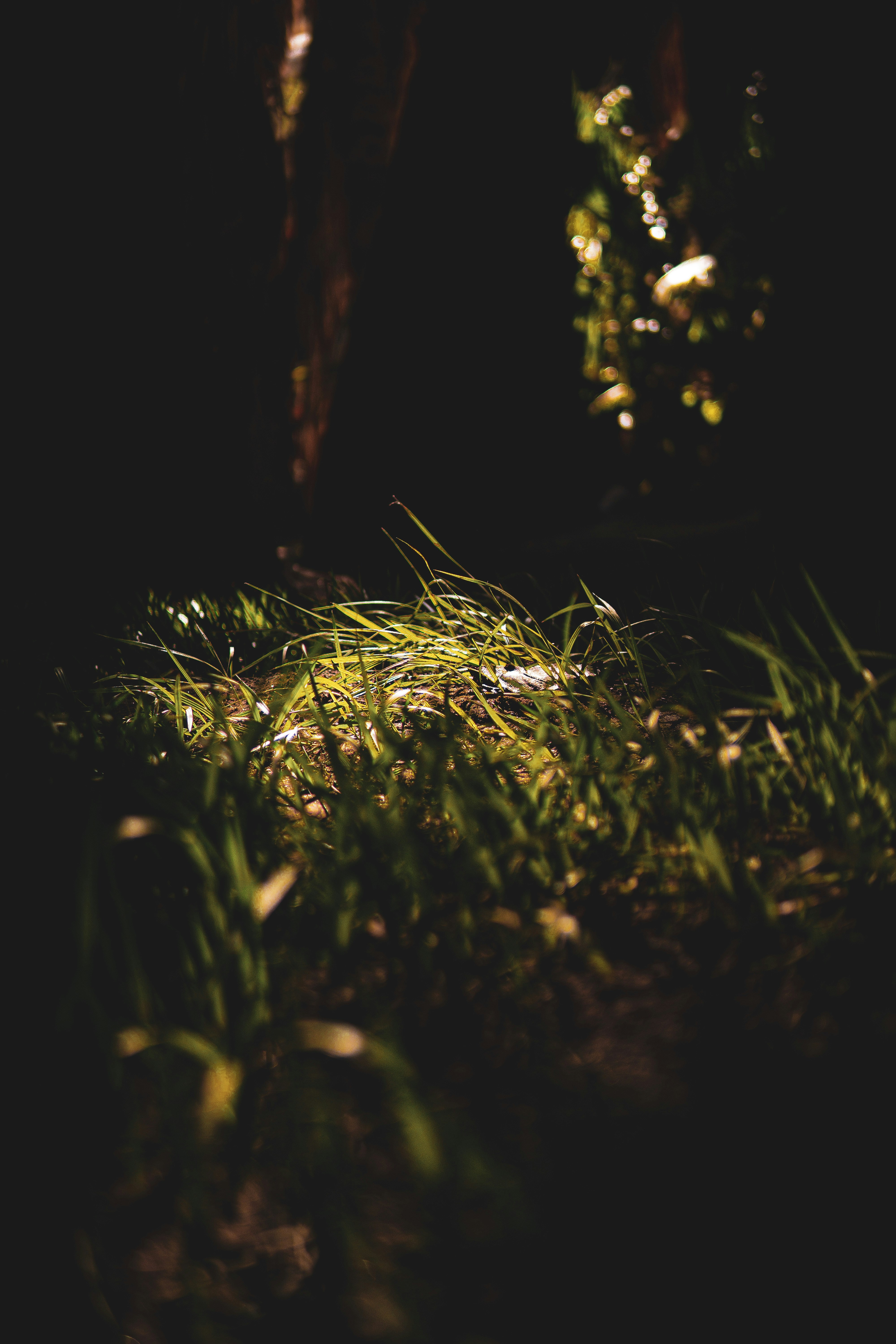 Forest Floor Spotlight: Grass in a Night Clearing