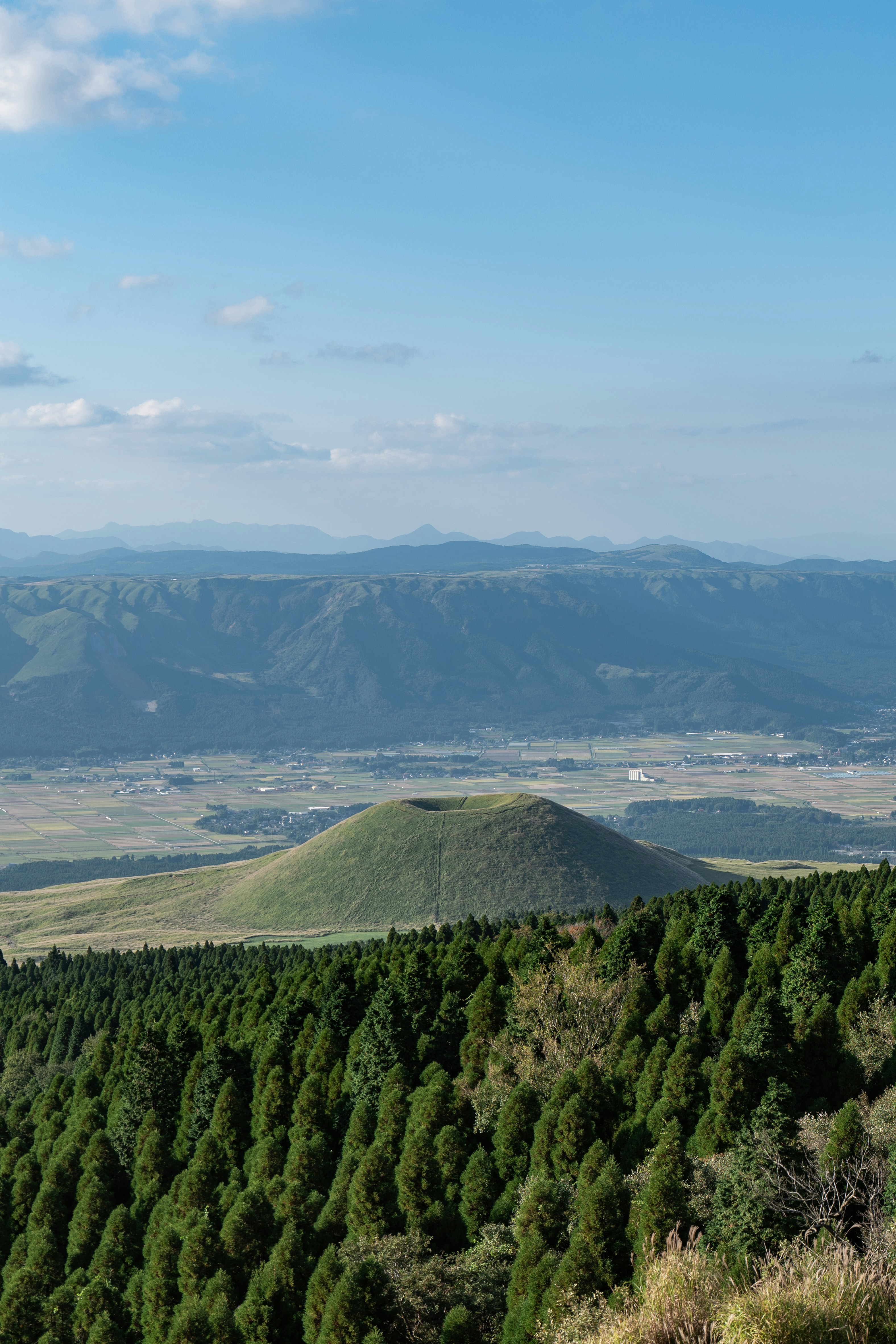A large group of trees on a hill photo – Free Nature Image on Unsplash