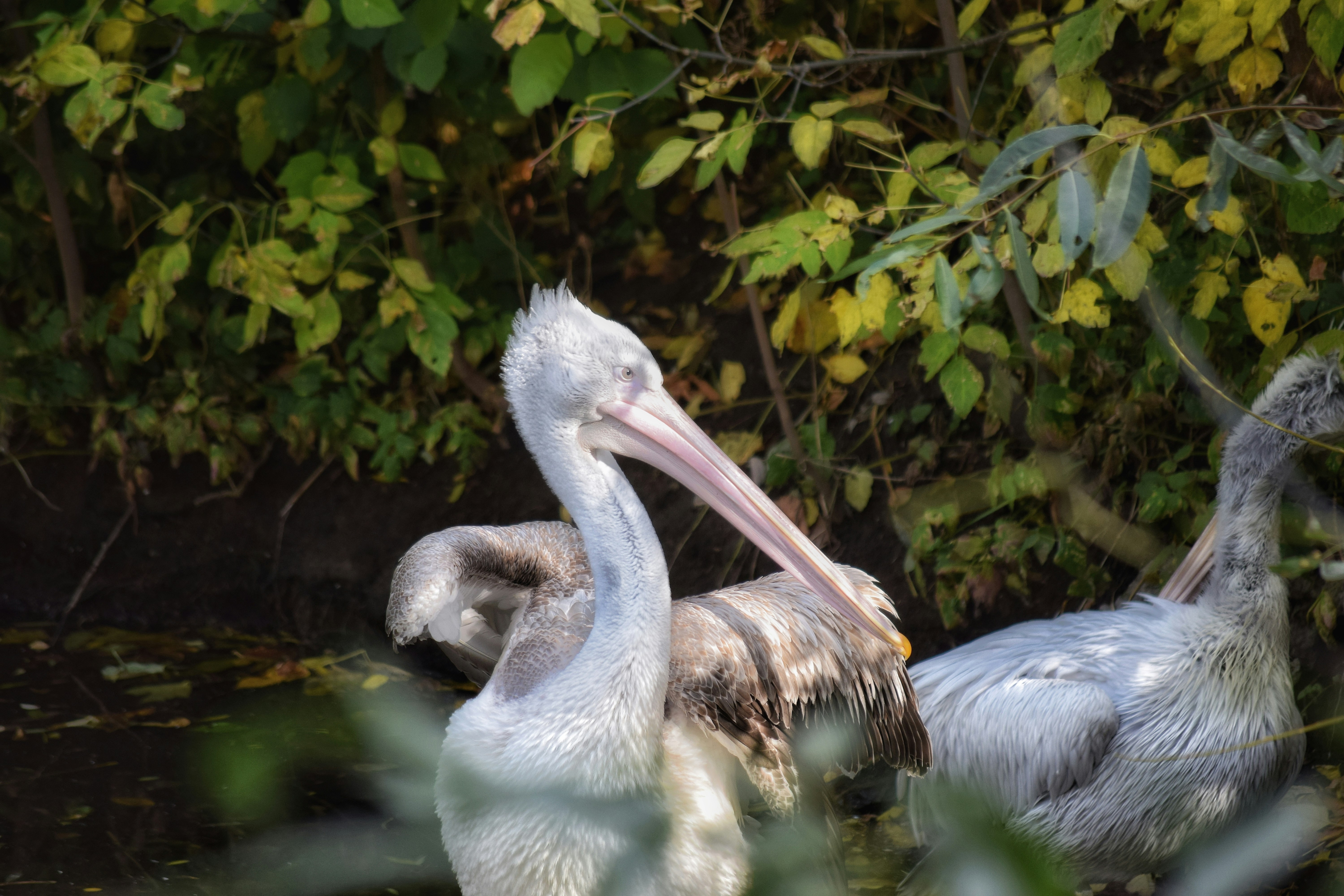 Two pelicans are standing in a body of water photo – Free Animal Image ...