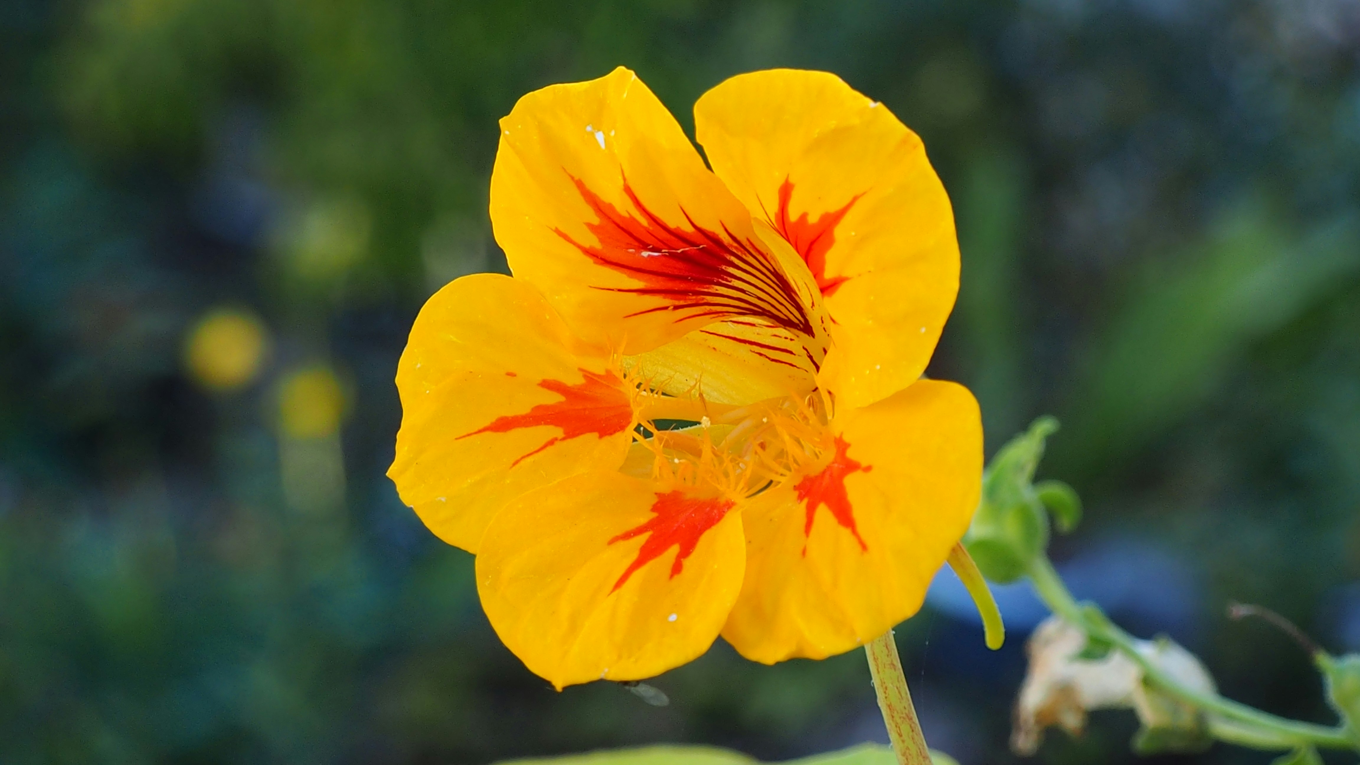Ember-Veined Yellow Nasturtium in Soft Garden Light