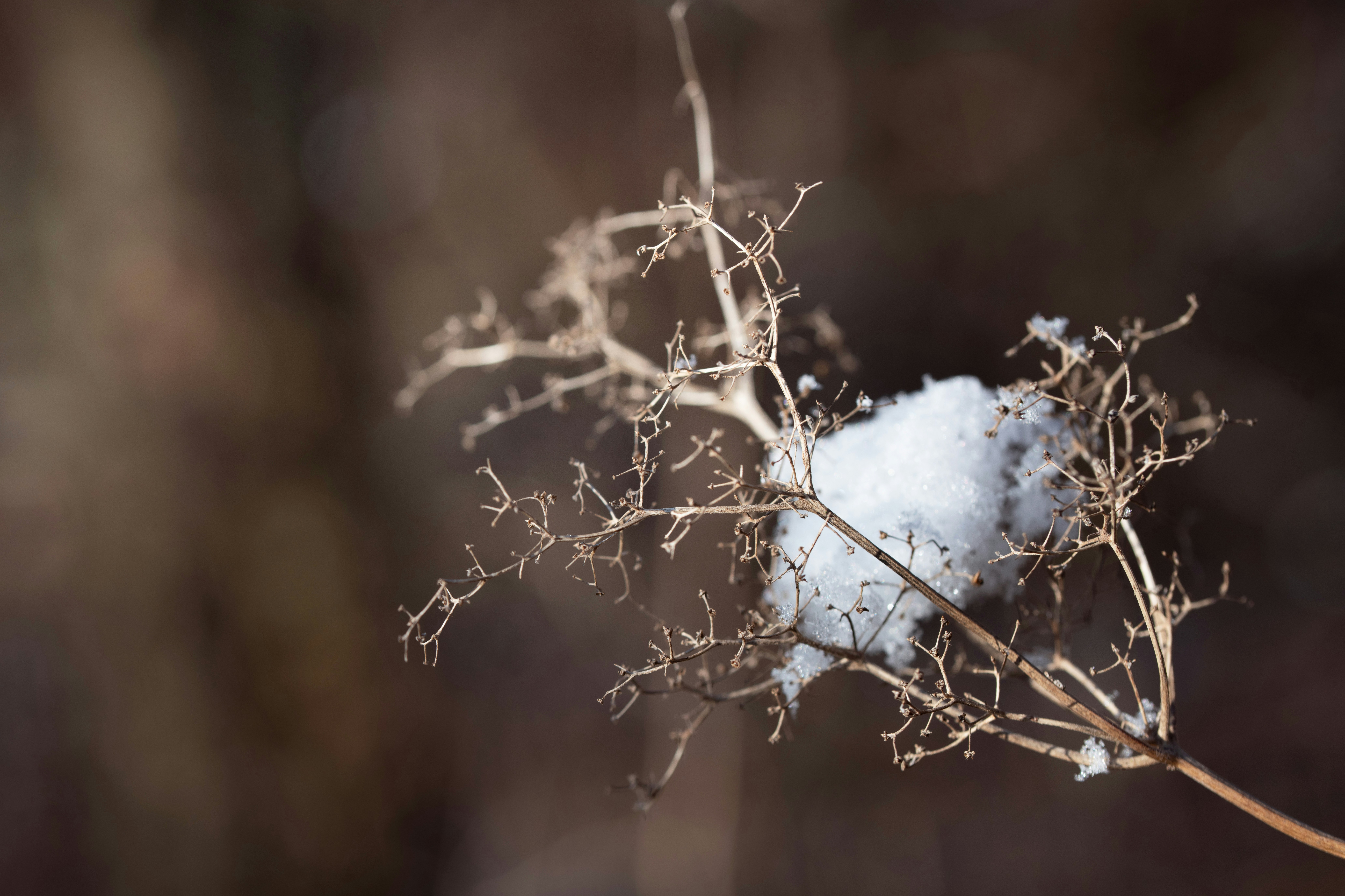 Snowemerge on a Quiet Twig