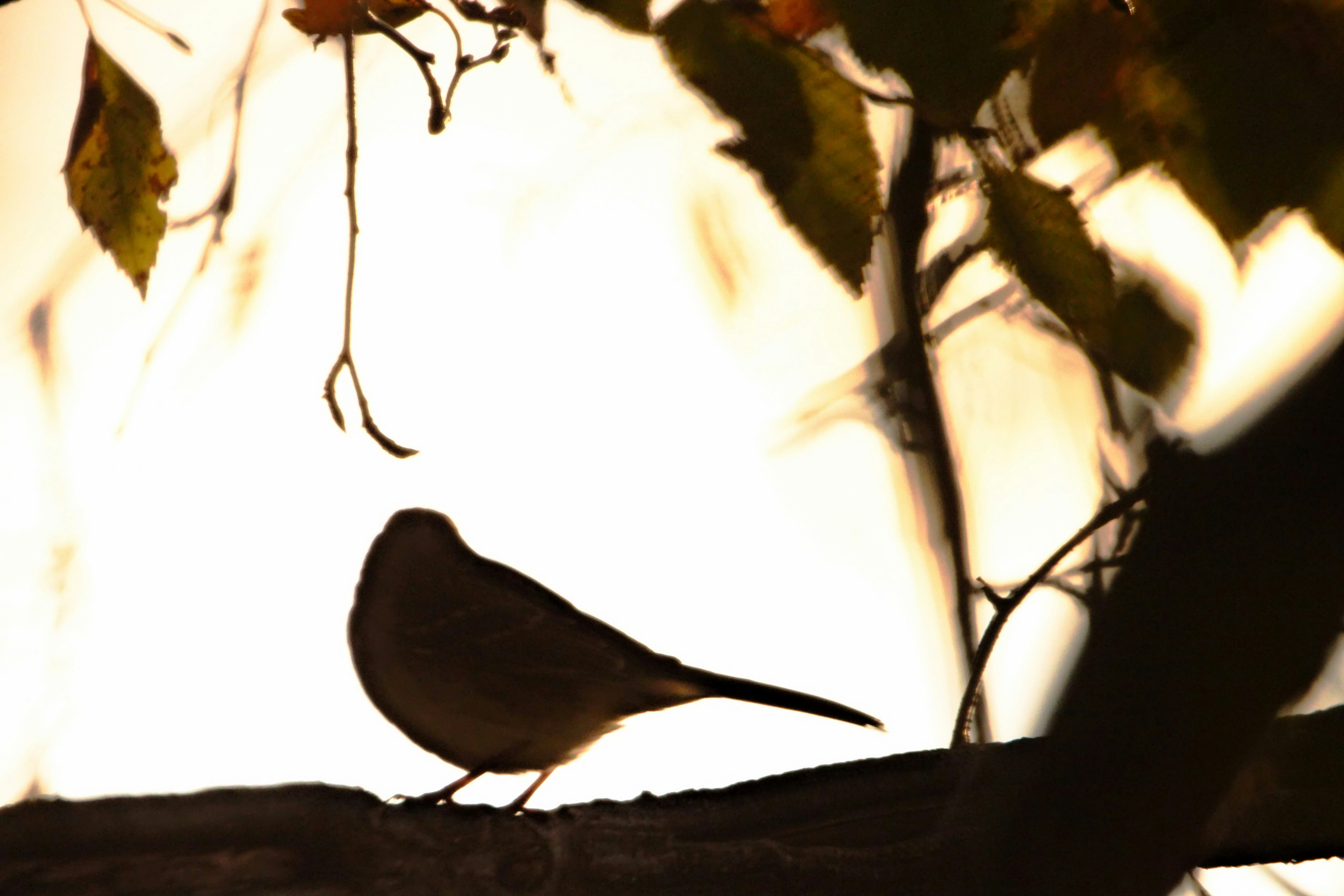 Amber Backlight: Silhouette of a Songbird on a Quiet Branch