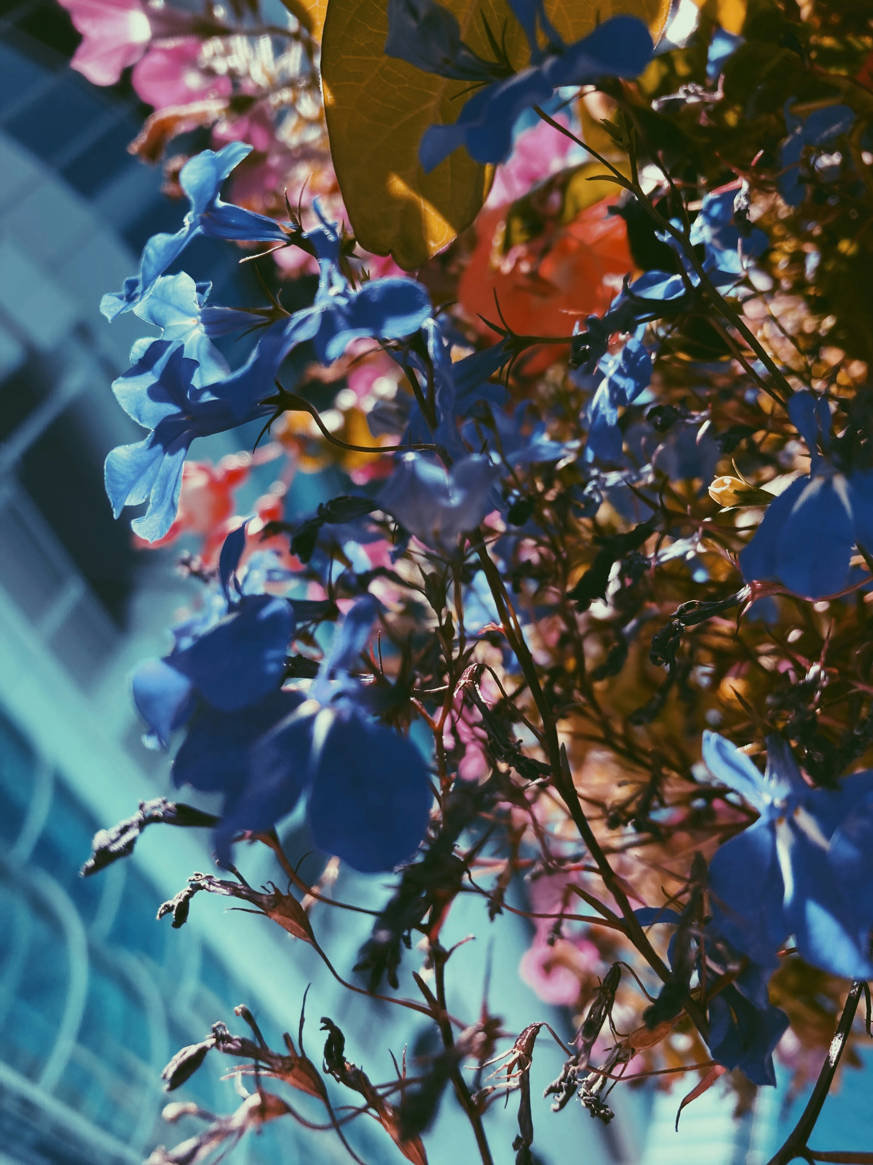 Cobalt Weave: a macro study of cobalt-blue leaves against a city-hued blur