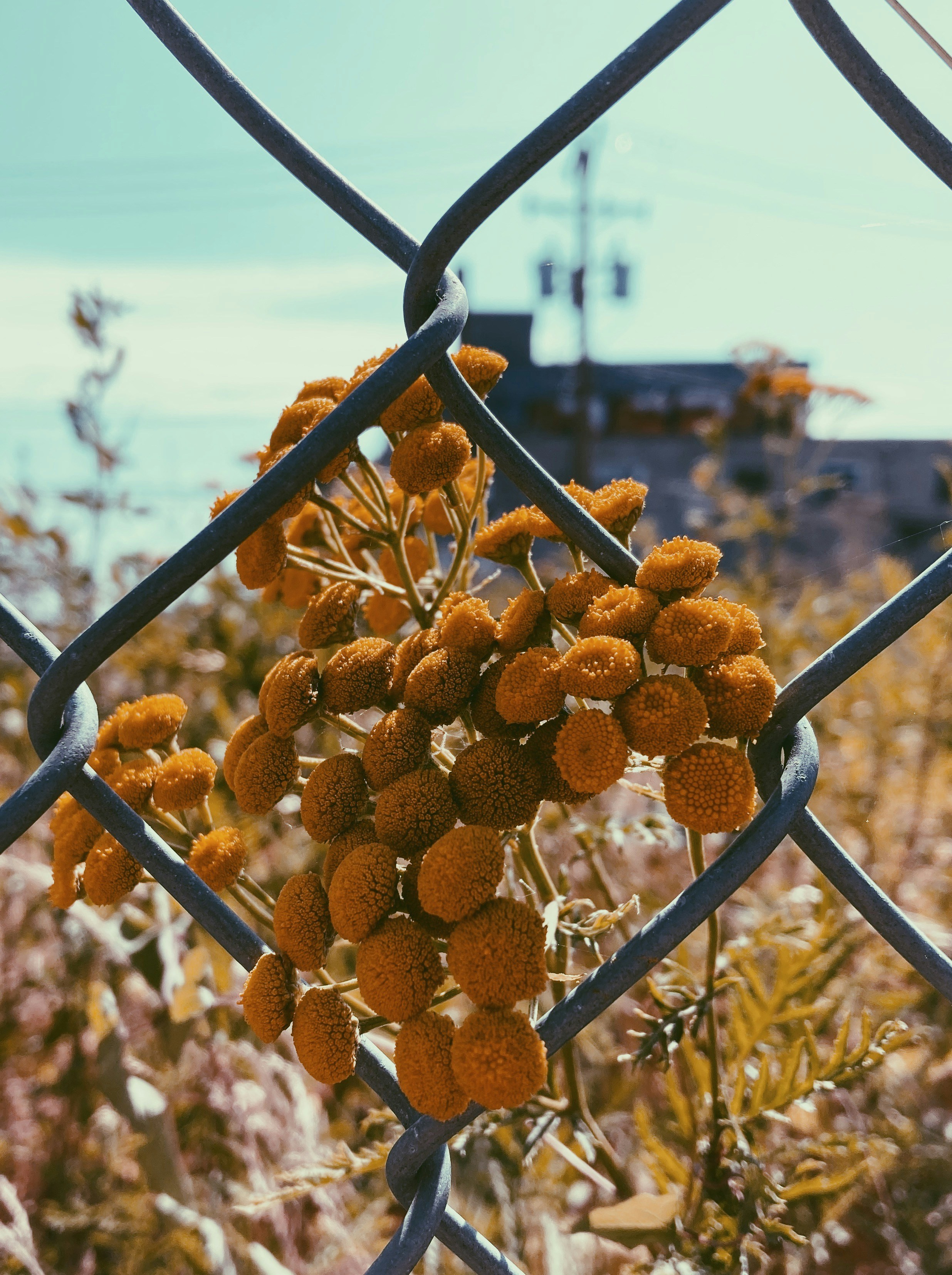 Clustering of orange berries tangled in a chain-link mesh against a sunlit, blurred urban backdrop