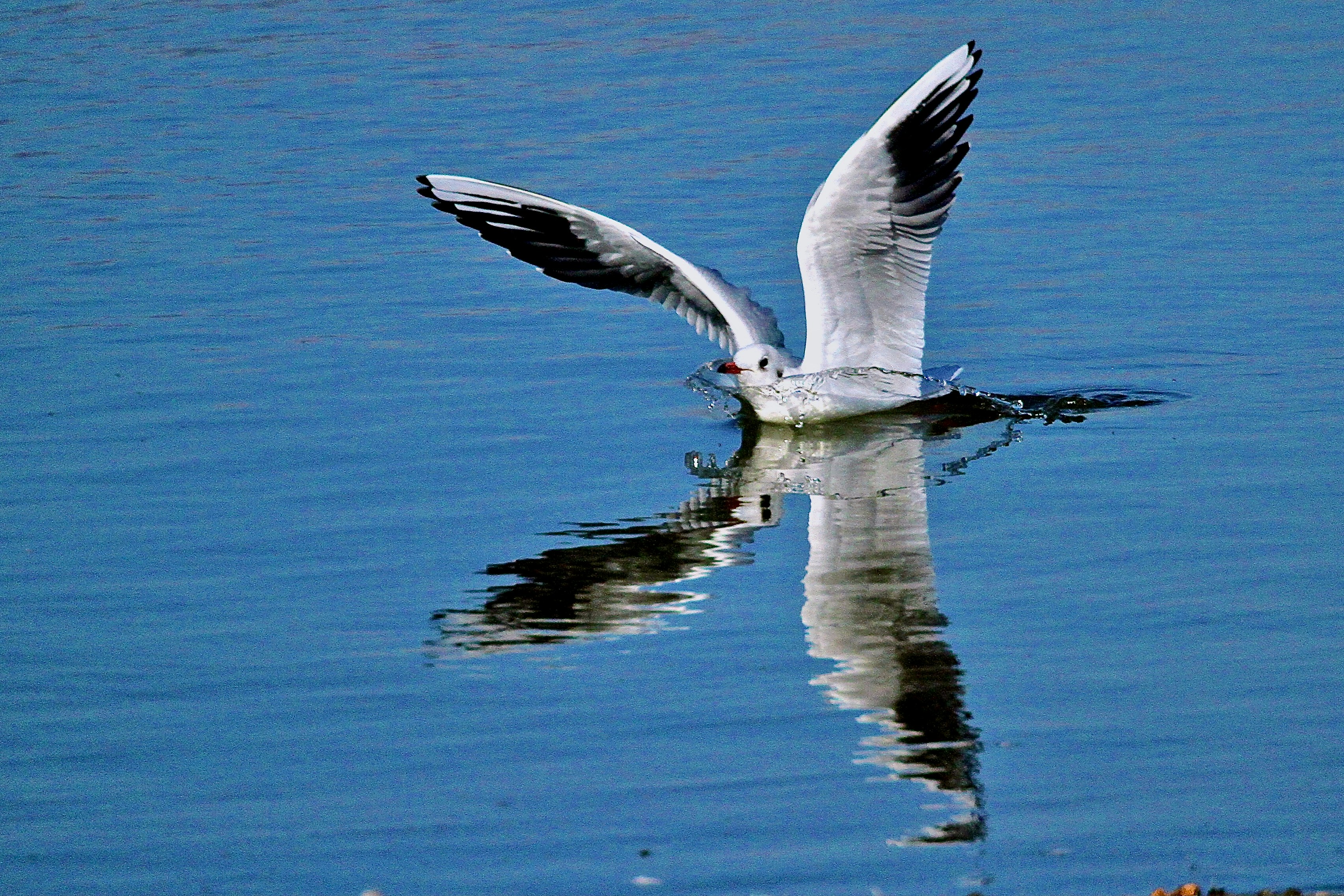 A seagull flying over a body of water photo – Free Animal Image on Unsplash