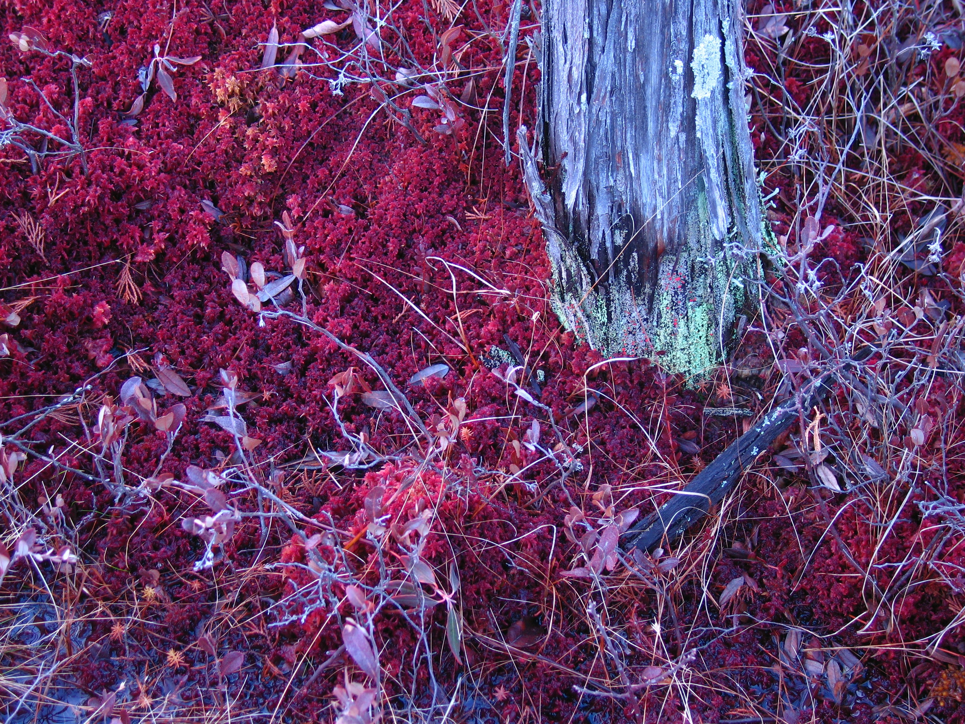 A rifle is laying on the ground next to a tree photo – Free Plant Image ...