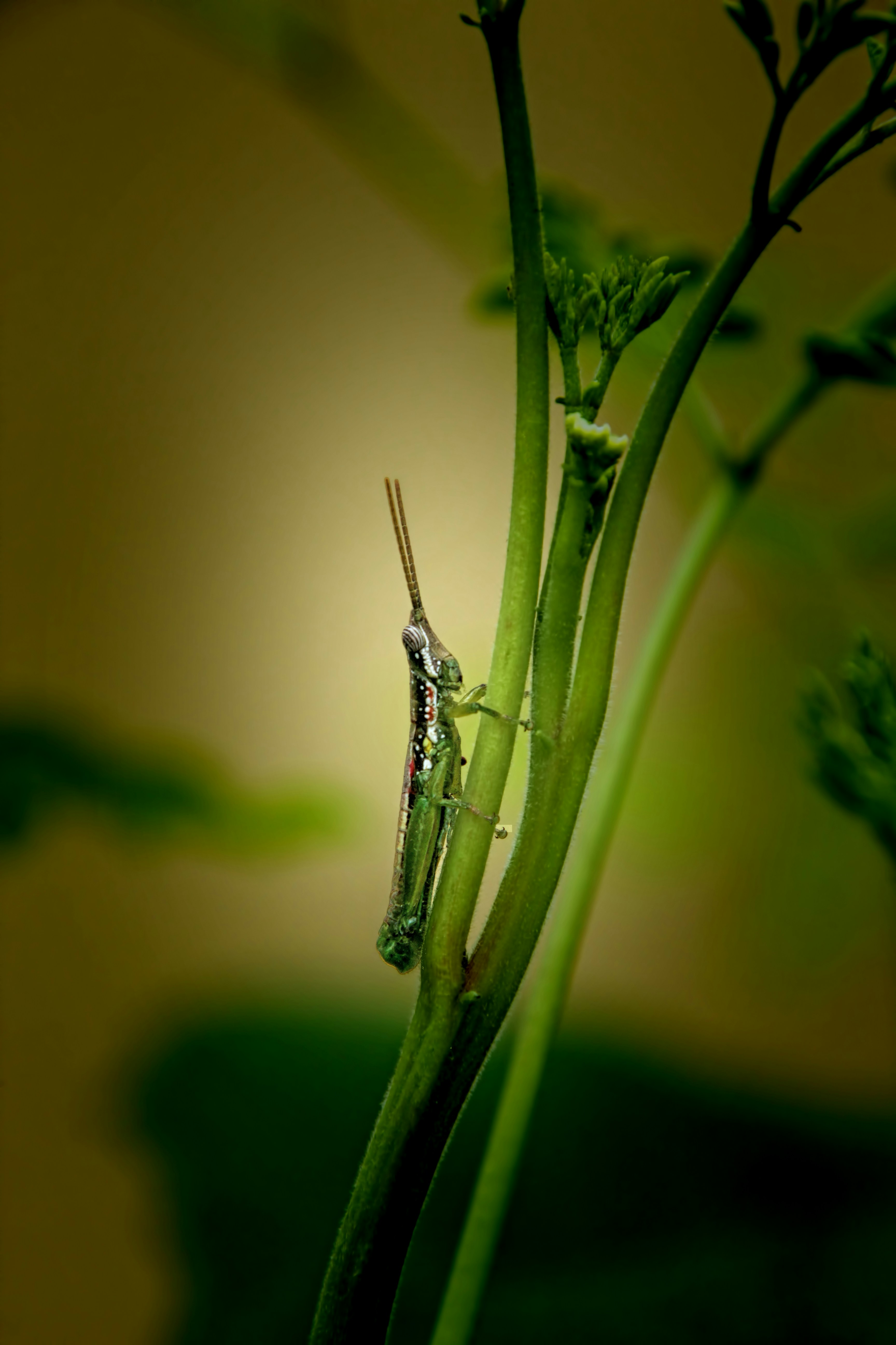 Nymph Mantid on a Green Stem: A Minute Portrait in Soft Focus