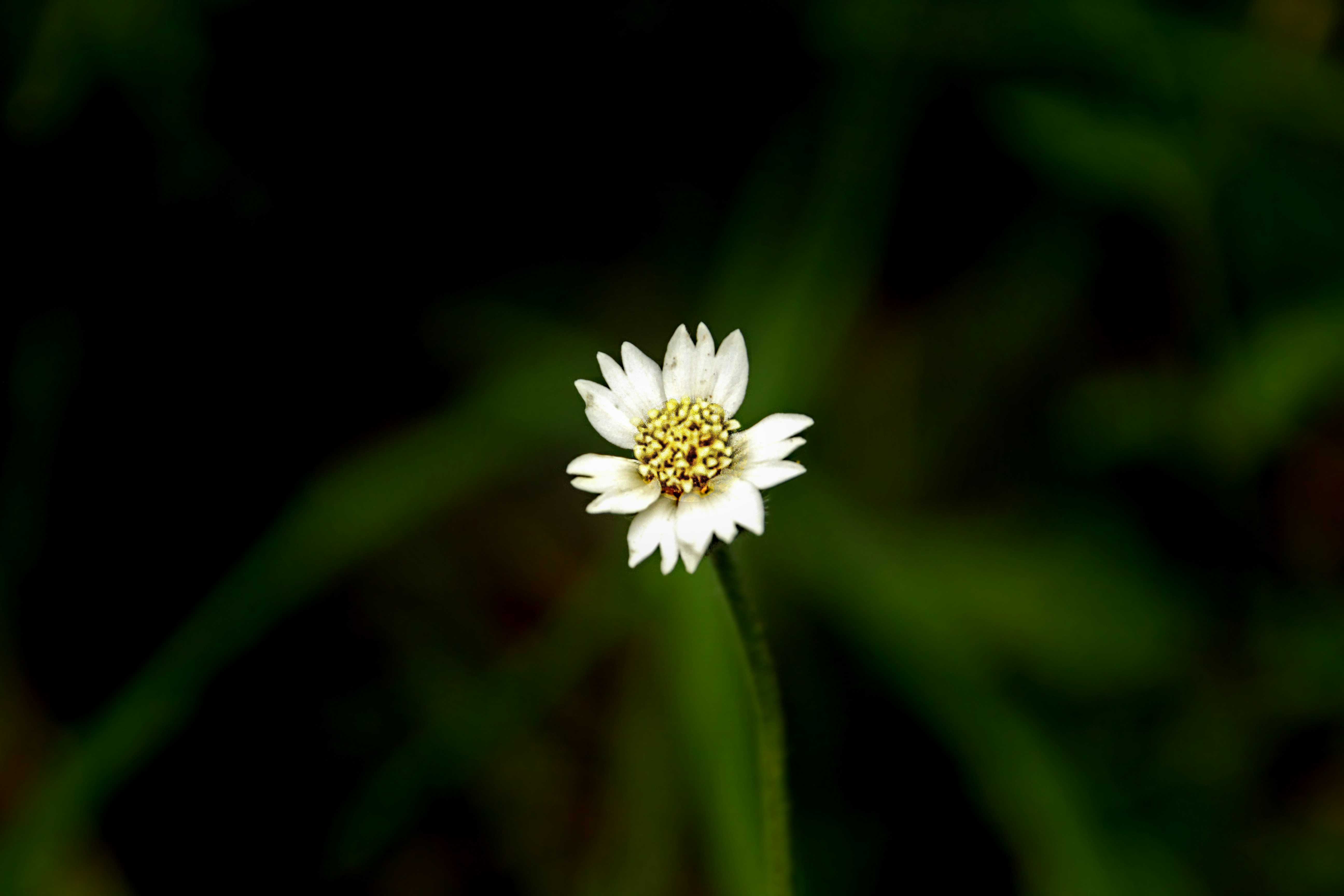 Centerstage White Blossom Against Velvet Green