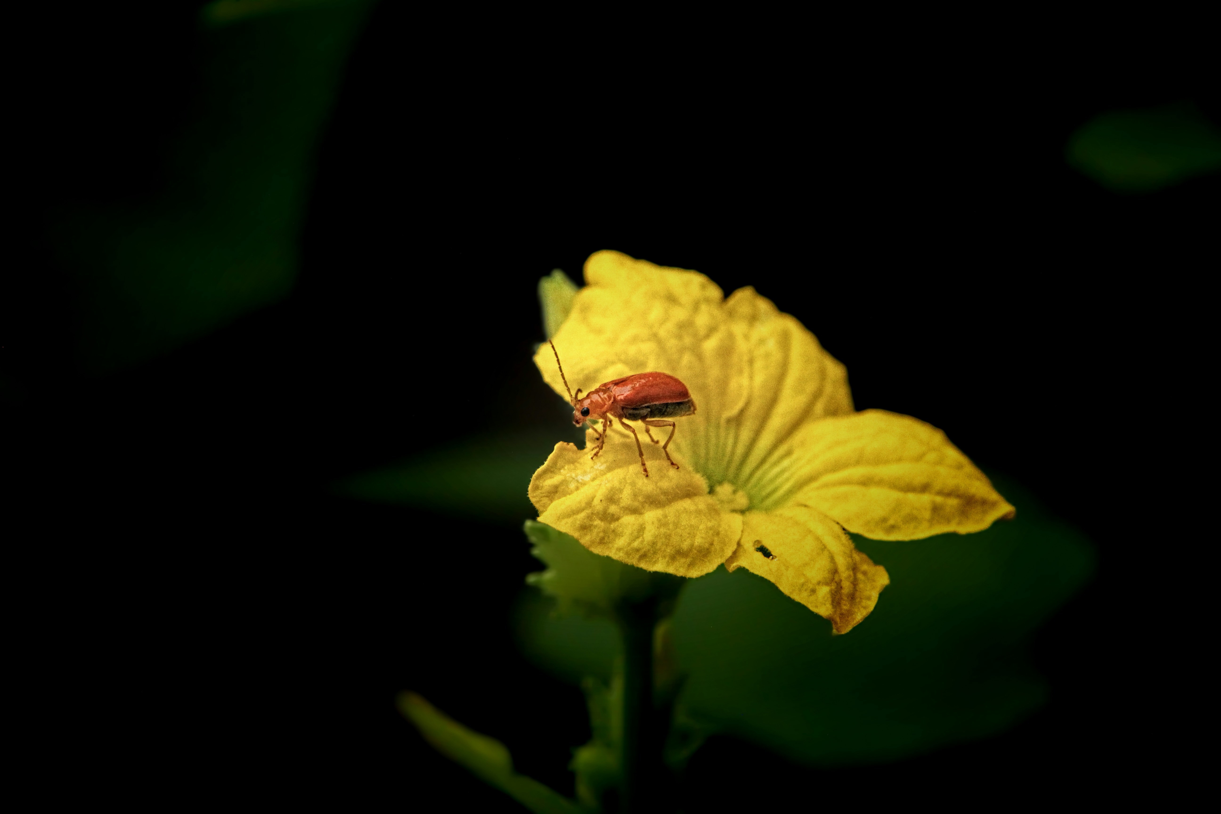Crimson Beetle on a Sunlit Yellow Petal: A Micro Portrait Against Velvet Darkness
