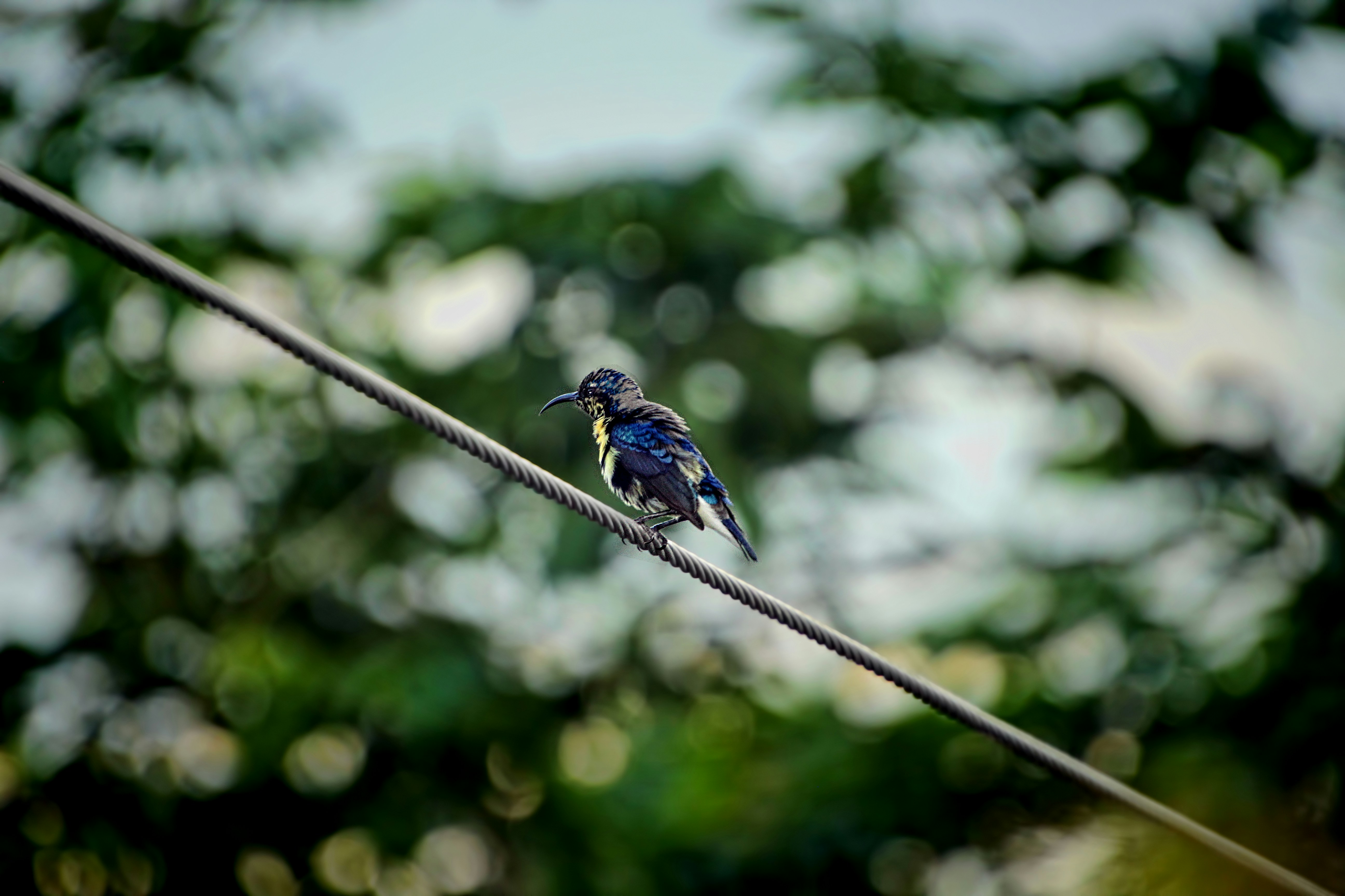 Blue-winged Kingfisher on a Diagonal Wire: A Quiet Moment in Green Blur