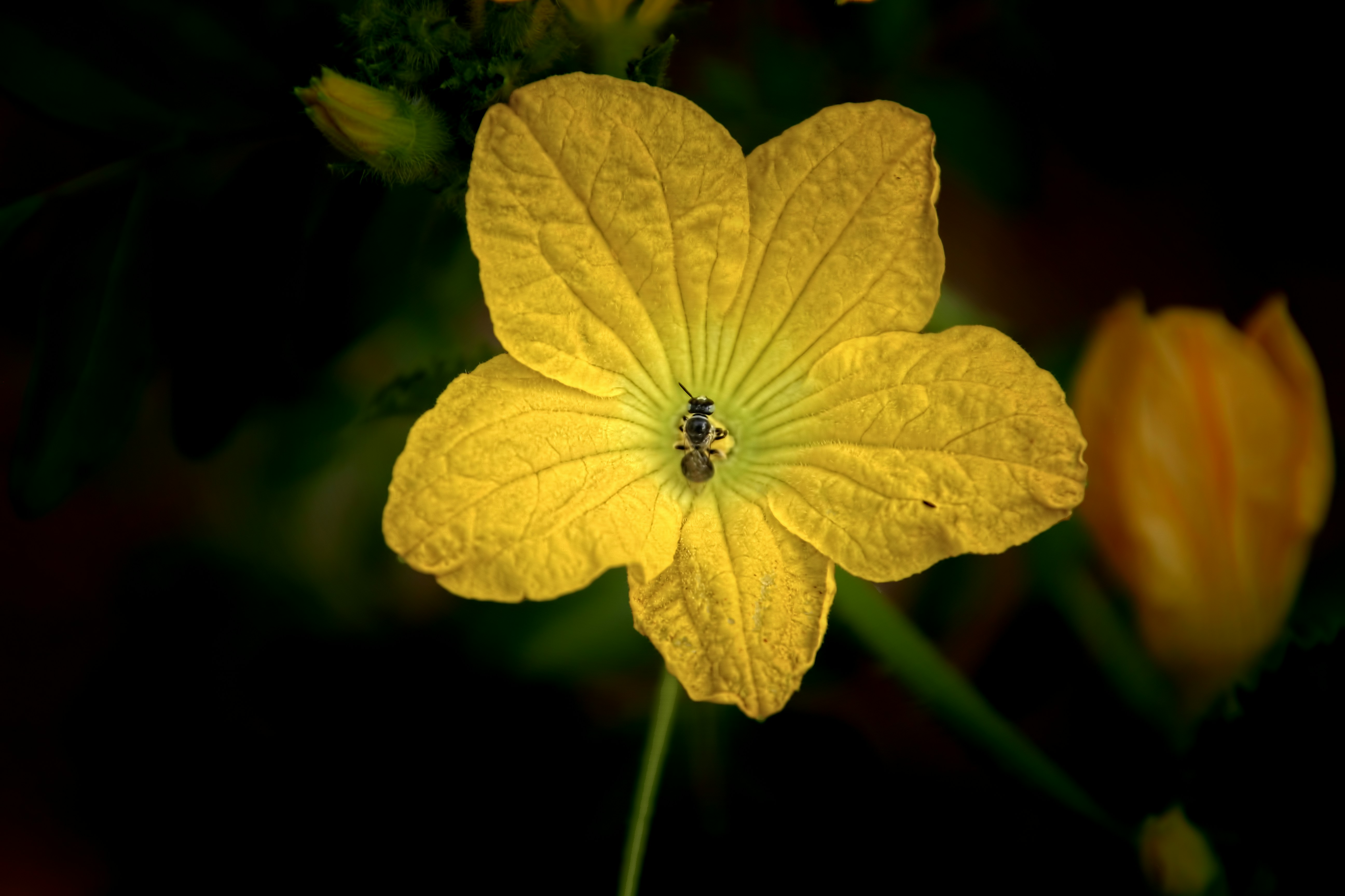 Bee at the Heart of a Sunlit Yellow Blossom