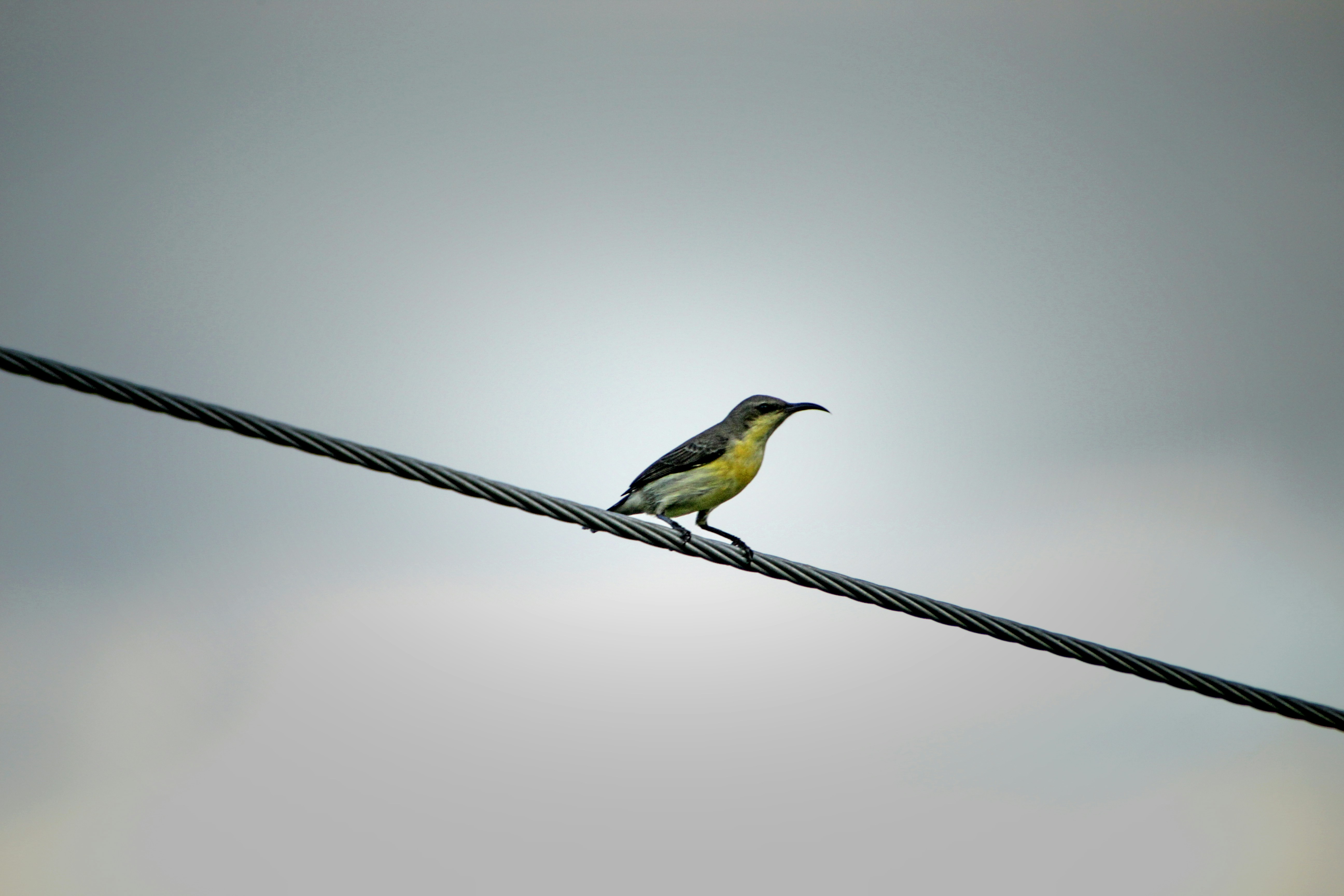 Wirebound Dawn: A Yellow-green Warbler on a Quiet Cable