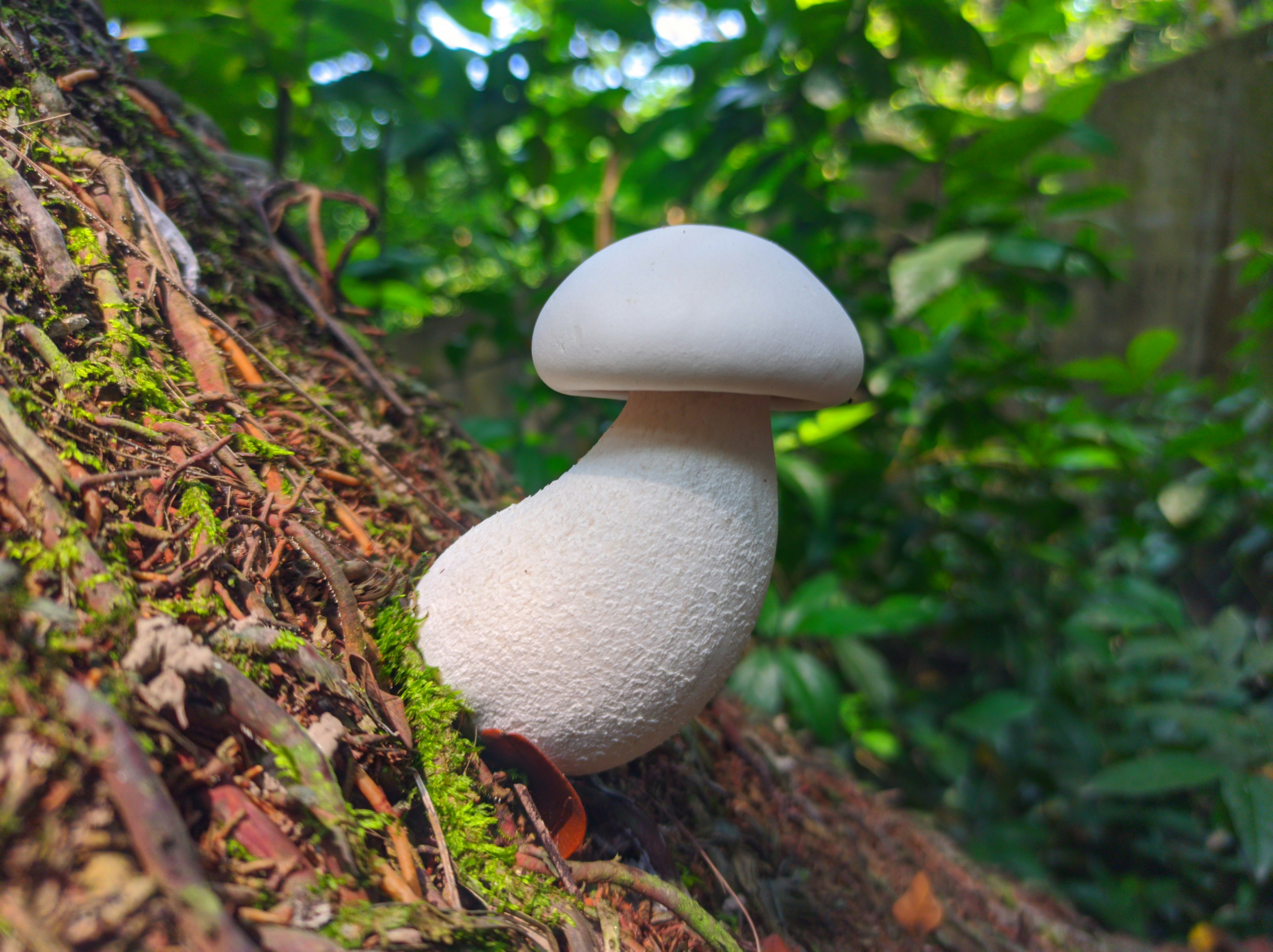 Close-up of a white mushroom perched on a mossy log in a lush forest.