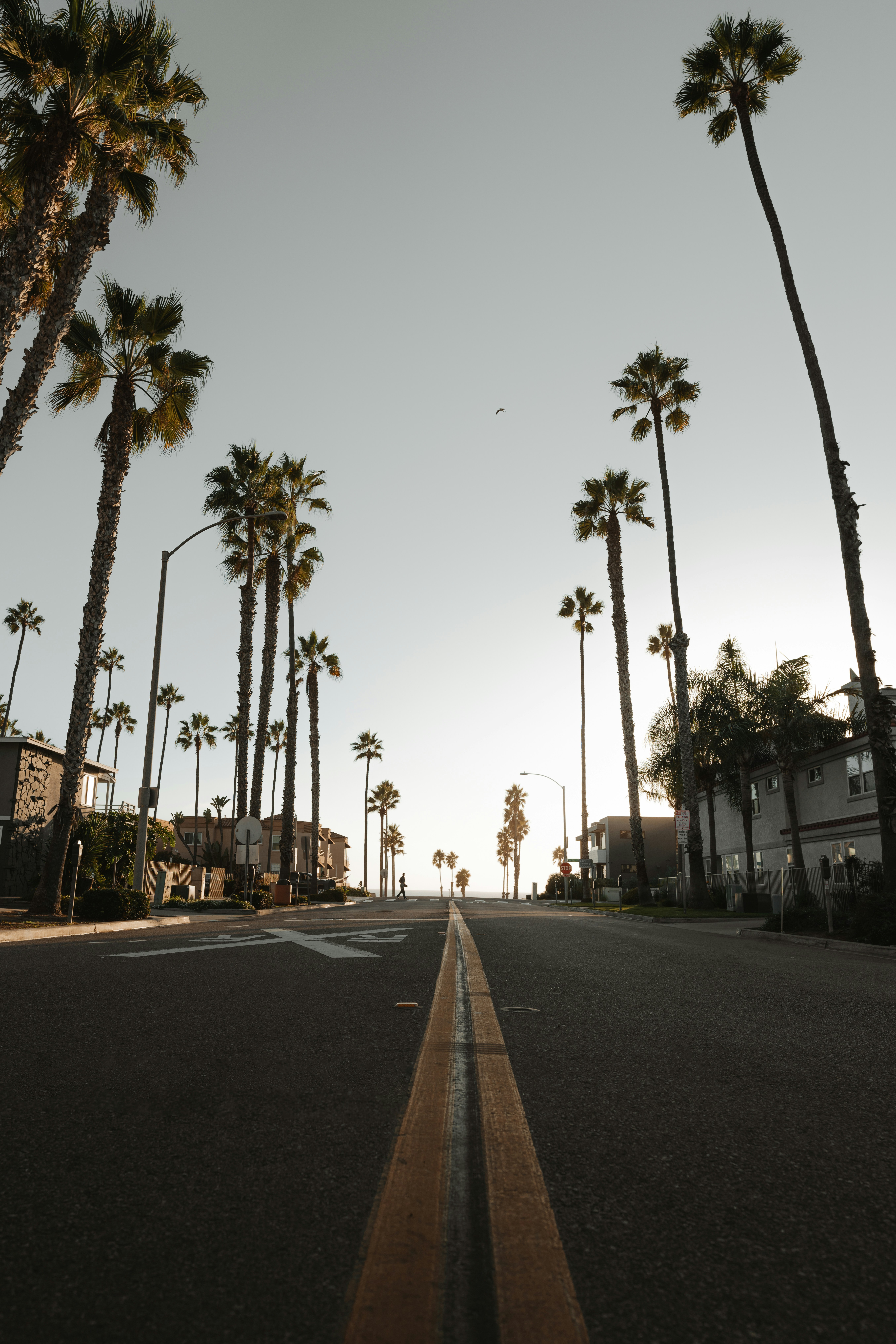 Beautiful California palm trees Instagram: @furtheradu