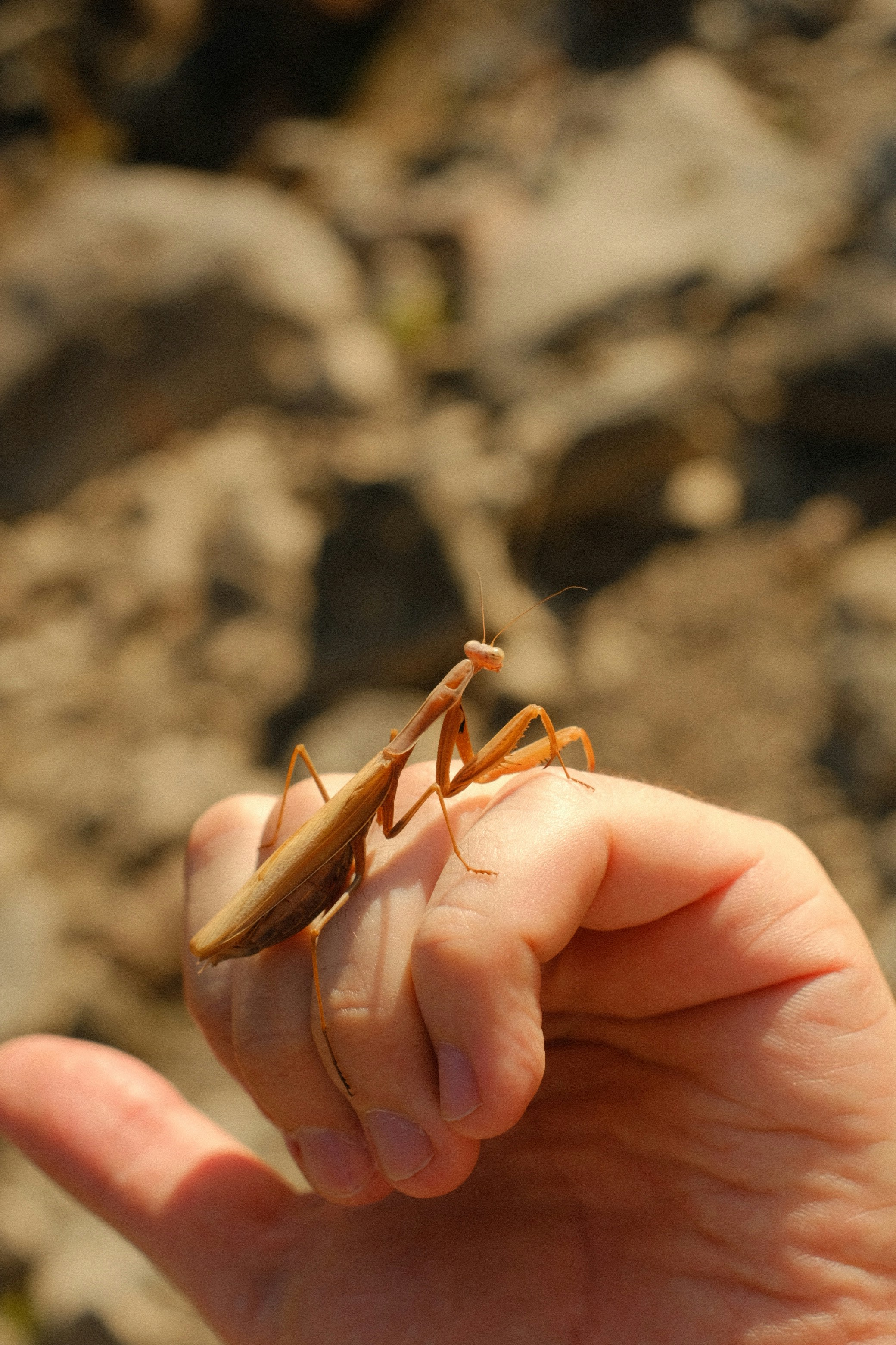 Sunlit Praying Mantis Balancing on a Quiet Fist