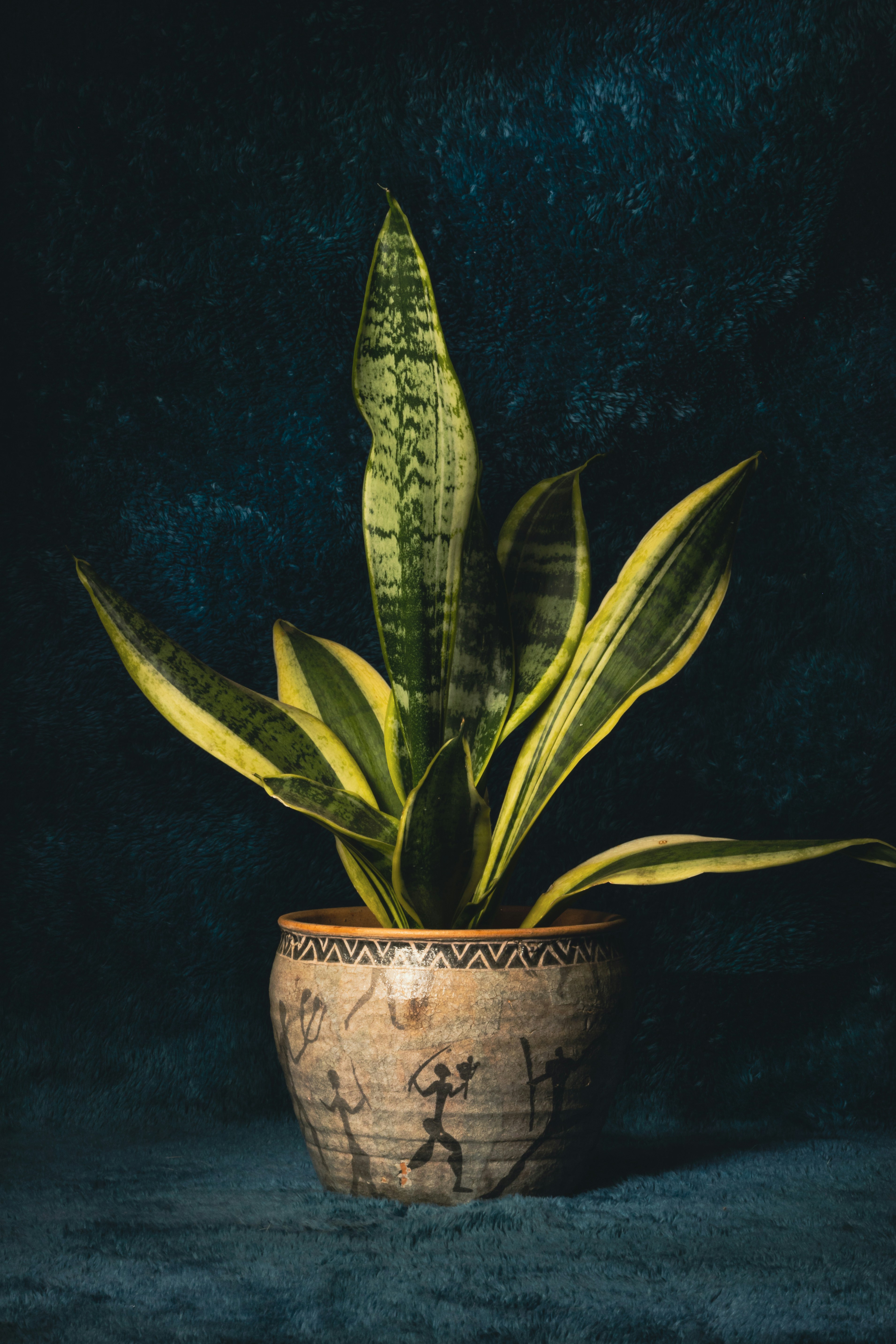 Verdant Simplicity: A Sansevieria in an Ornate Pot Against Velvet Teal Backdrop