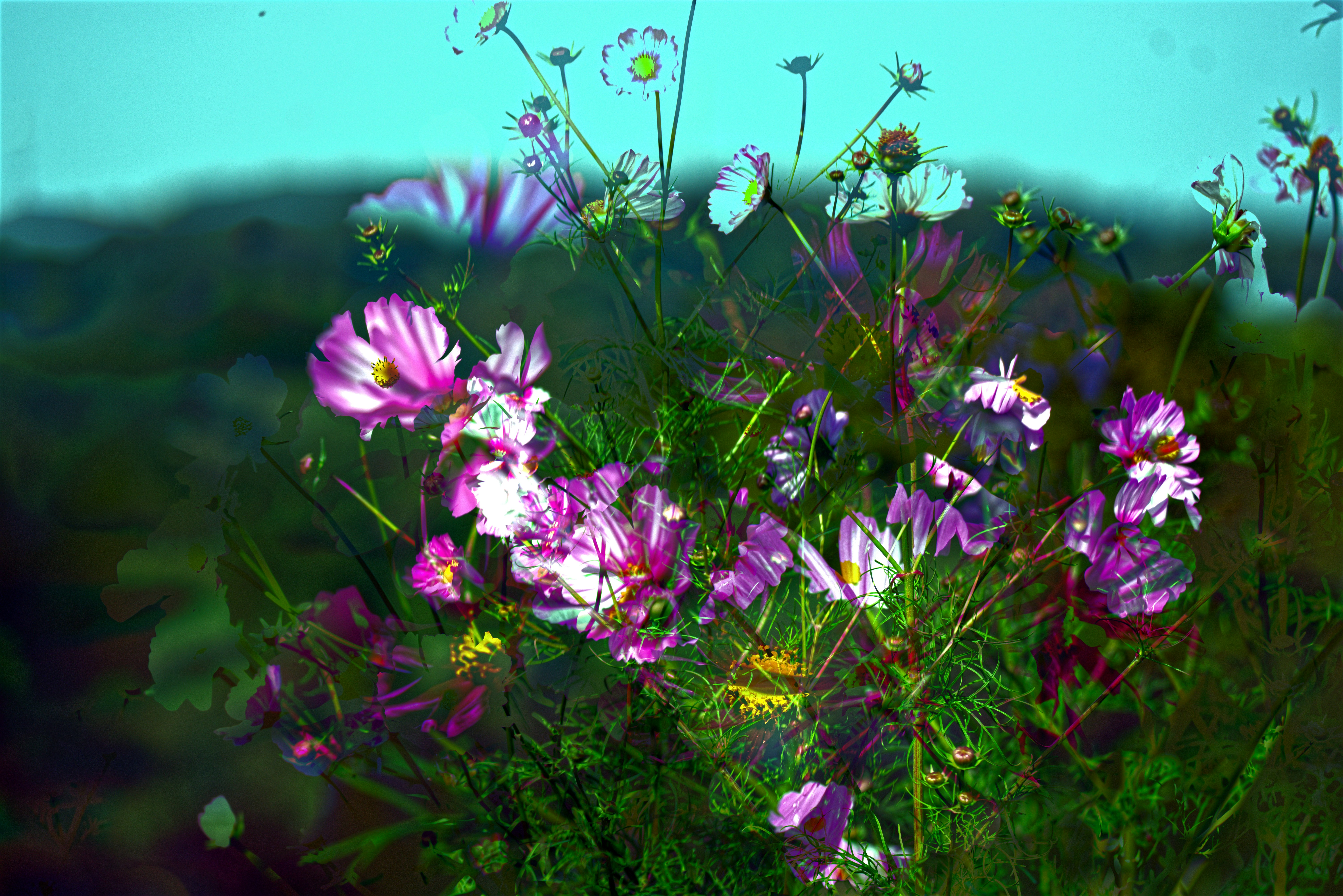 Magenta Daisies Blaze Through a Teal-Tinted Backdrop