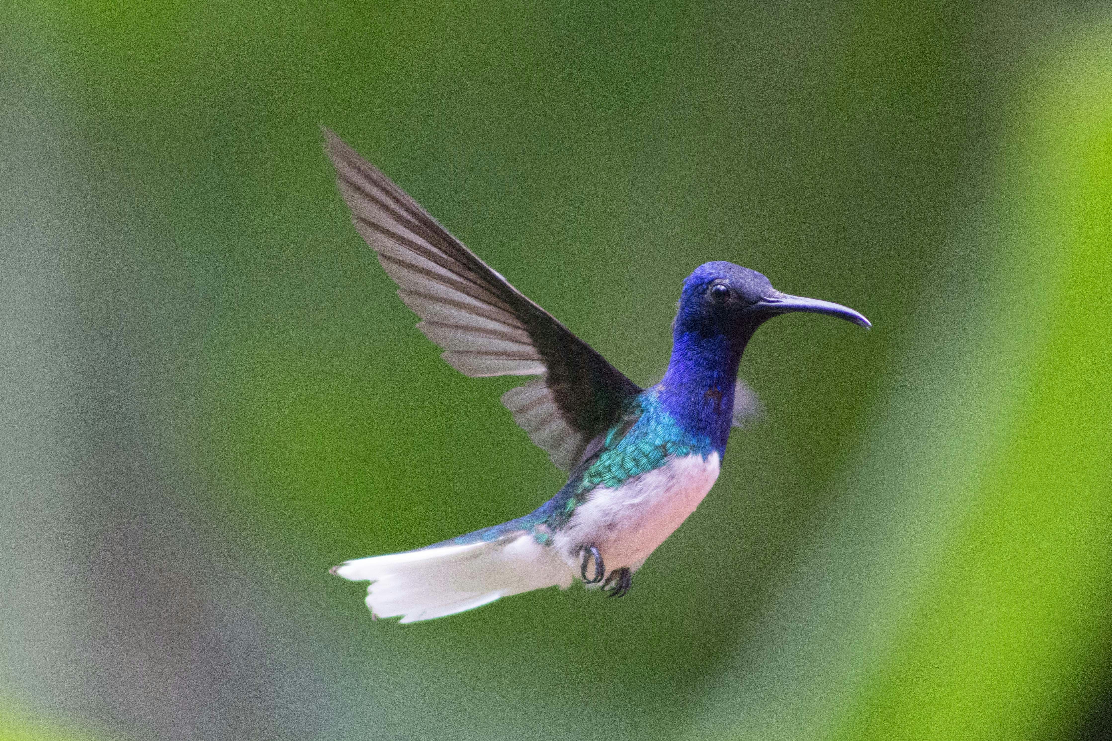 A hummingbird flying through the air with its wings spread photo – Free ...