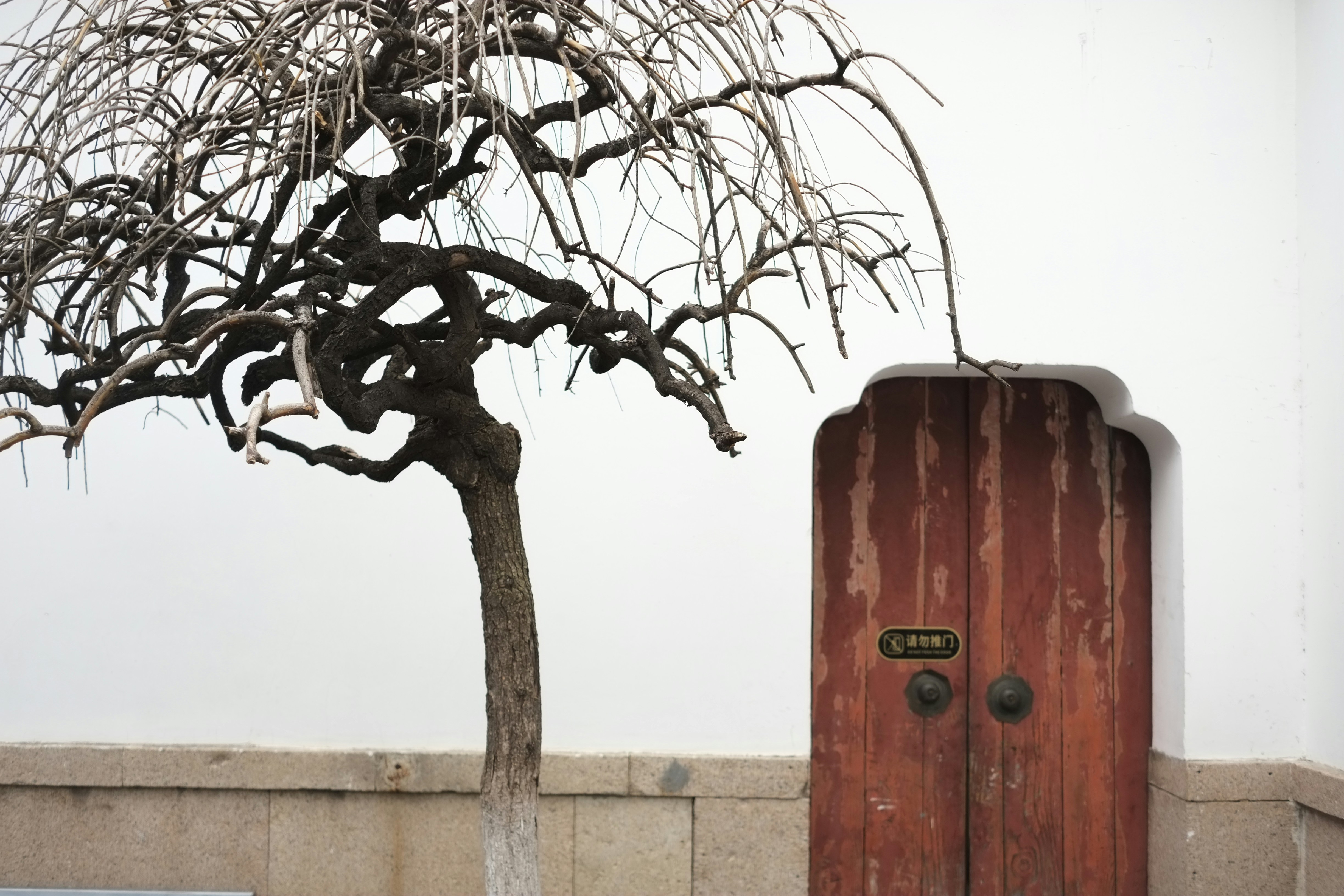 Silent Courtyard: Bare Tree Framing a Walnut Door