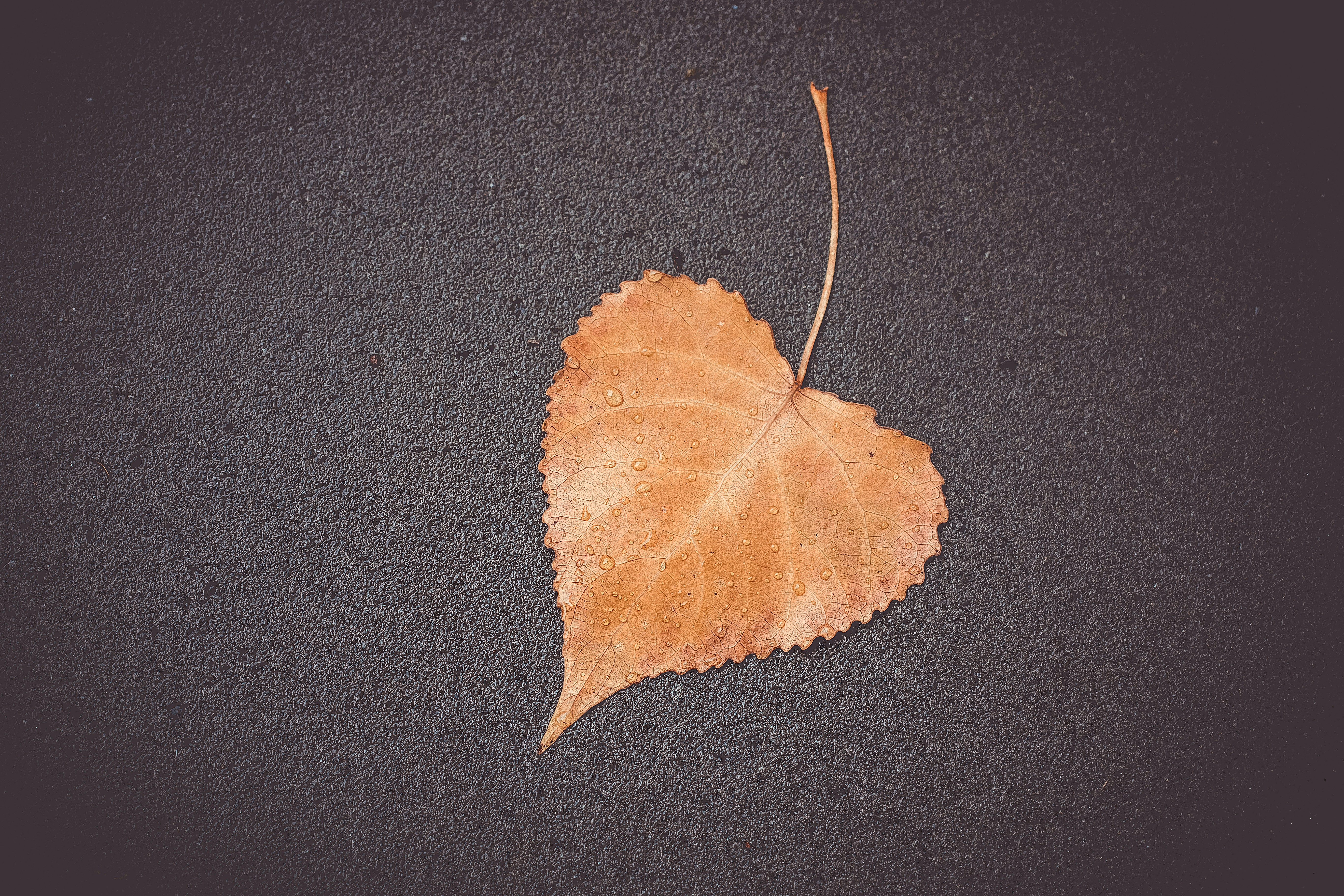 Solitary Leaf on Midnight Canvas