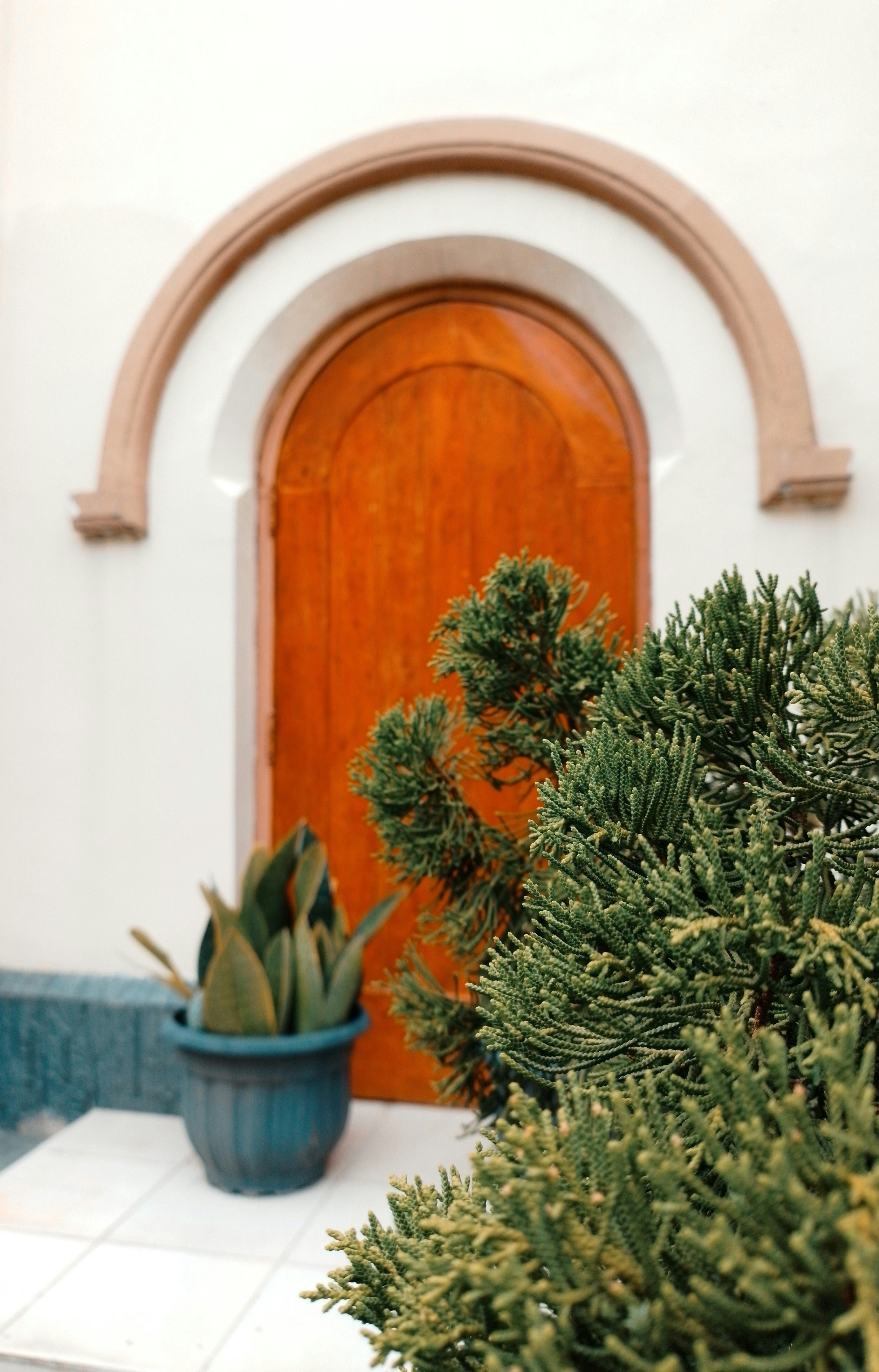 Arched wooden door set in a white stucco wall, with a blue pot and dense evergreen branches dominating the foreground.