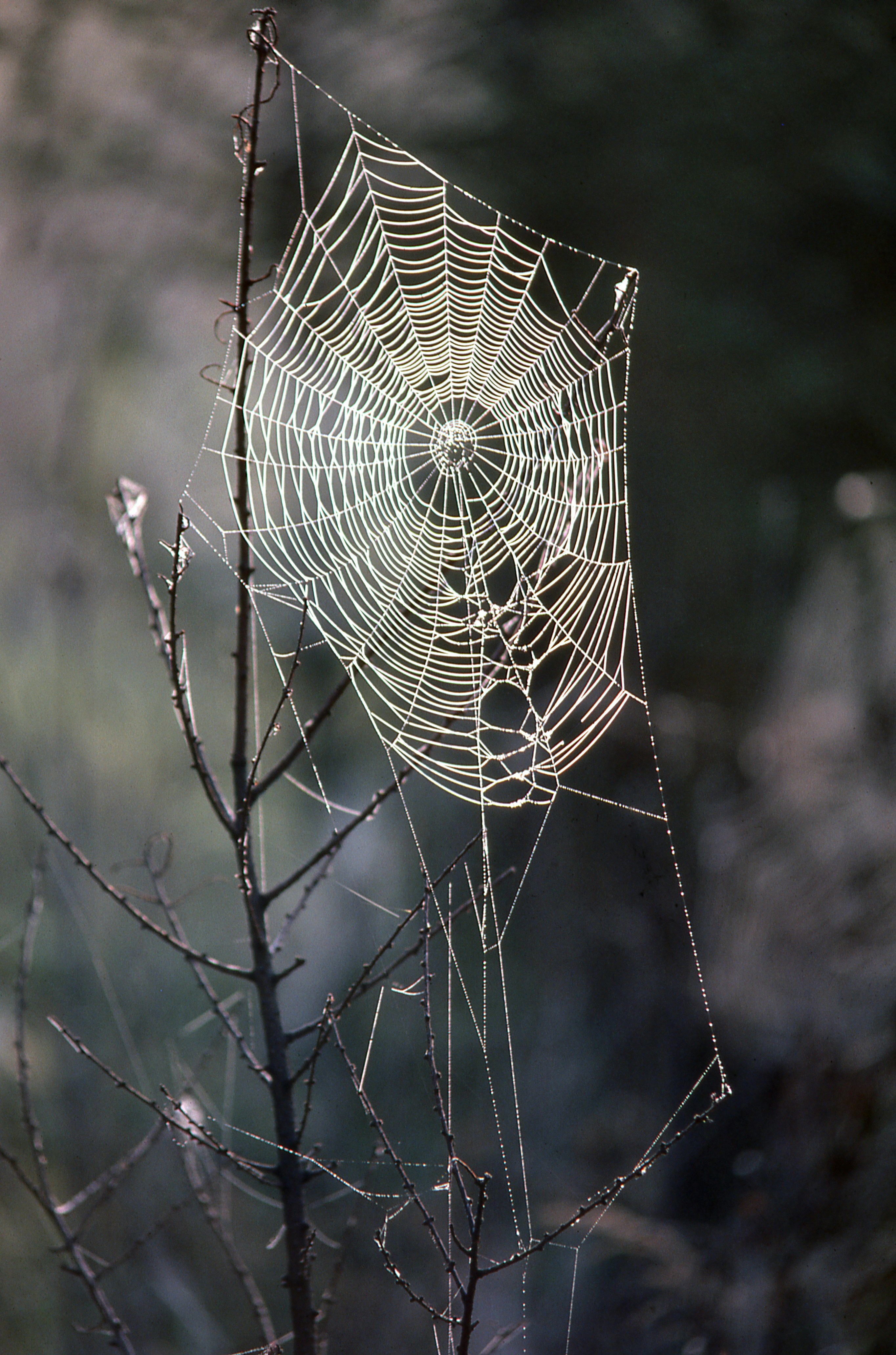 A spider web sitting on top of a tree branch photo – Free Spider web ...
