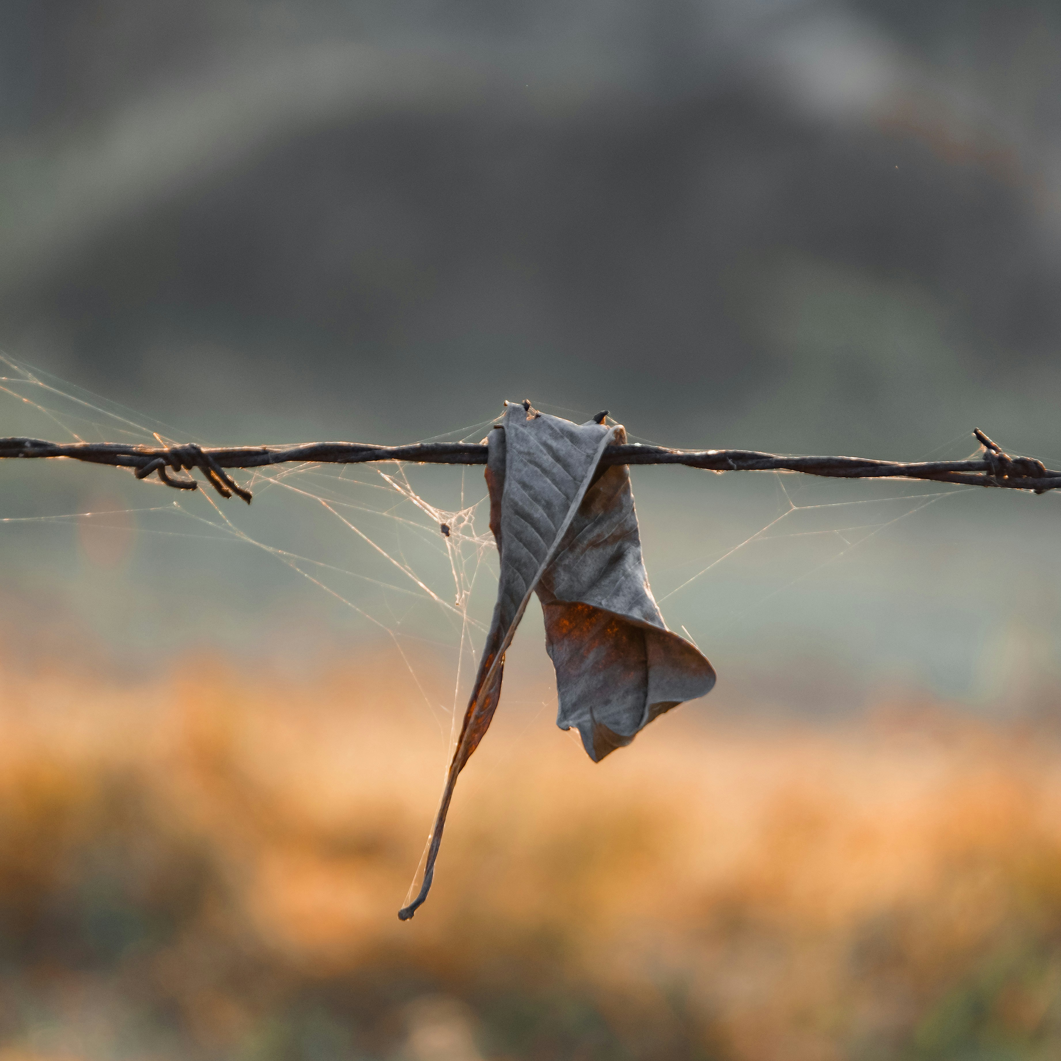 Withered Leaf on a Barbed Wire: Quiet Autumn Moment