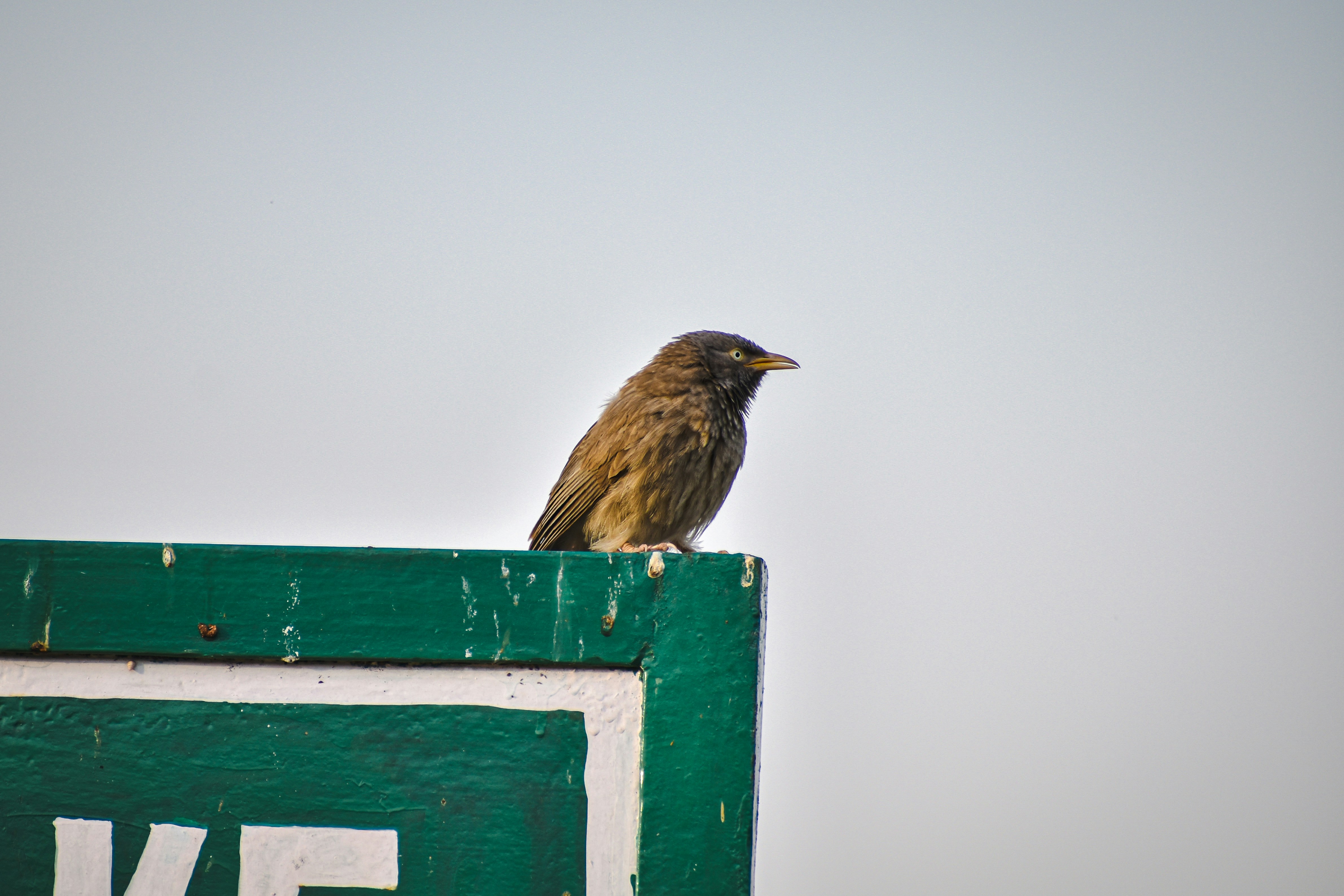 Weathered Green Corner, Quiet Watcher: A Small Bird Perched Above the Sign