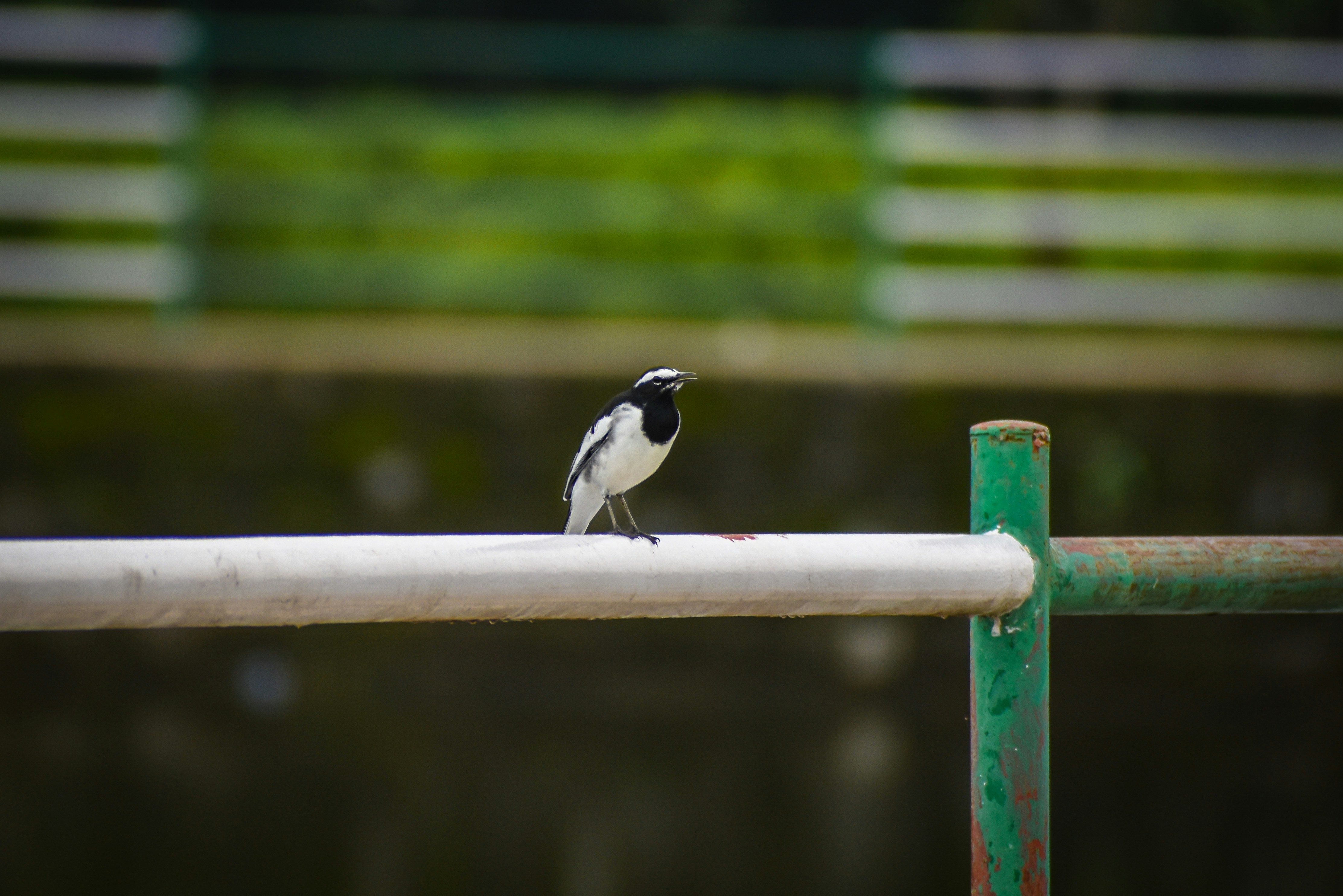 Perched on a Weathered Rail: Black-Capped Wagtail in Focused Silence