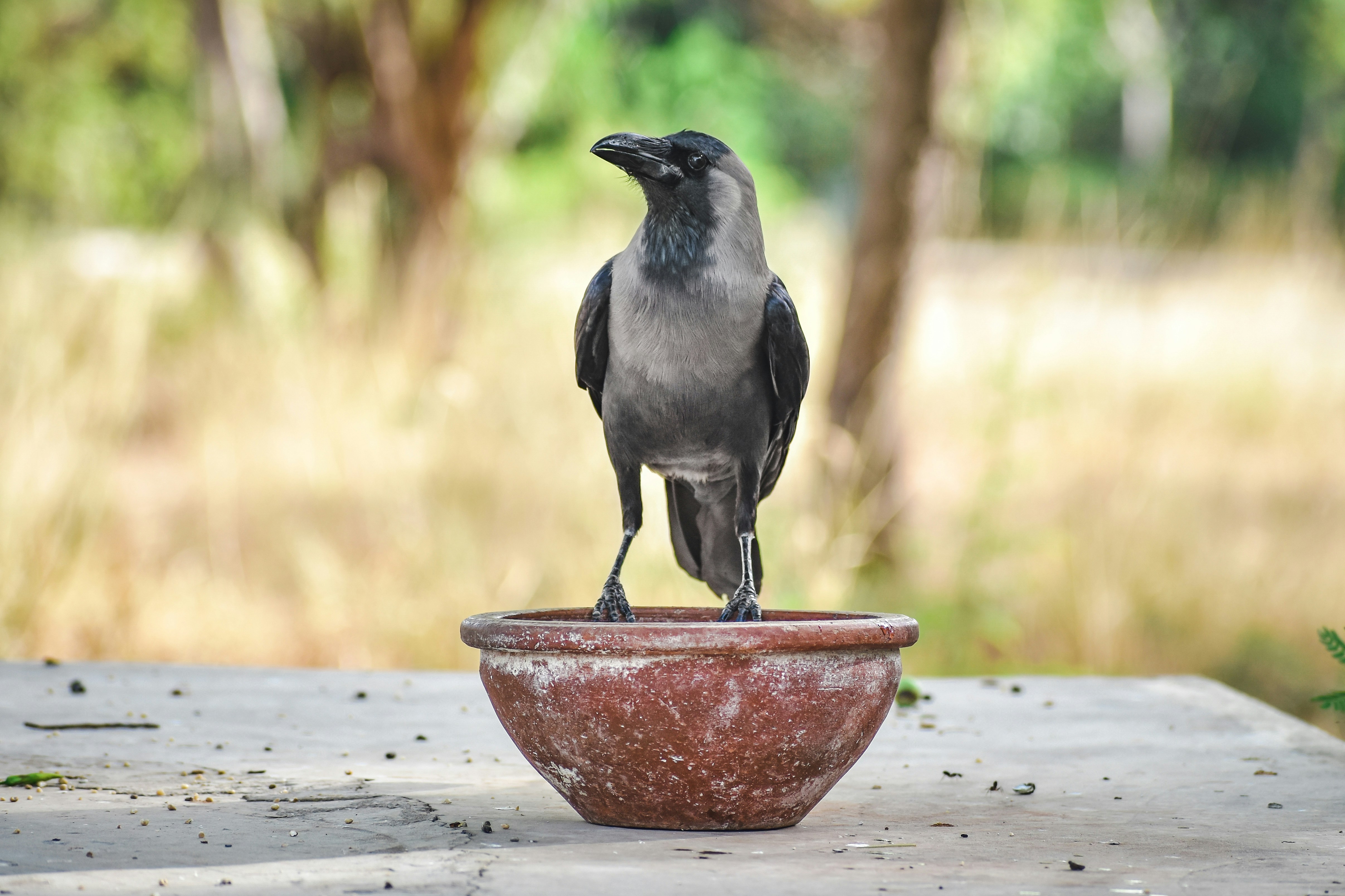 Crow on a Terracotta Bowl: Quiet Dignity in a Sunlit Clearing