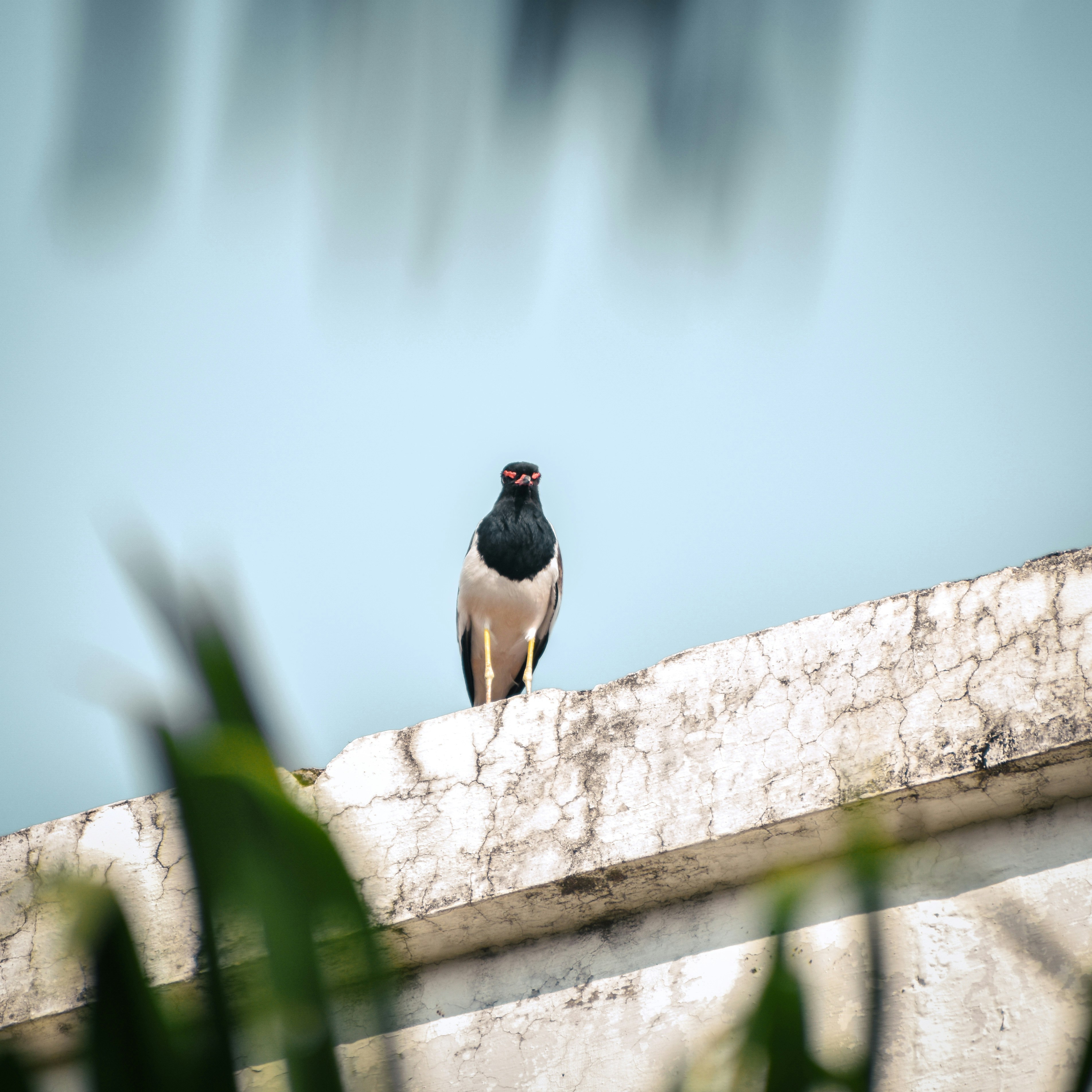 Perched Silhouette: A Black-Capped Bird Against a Pale Sky