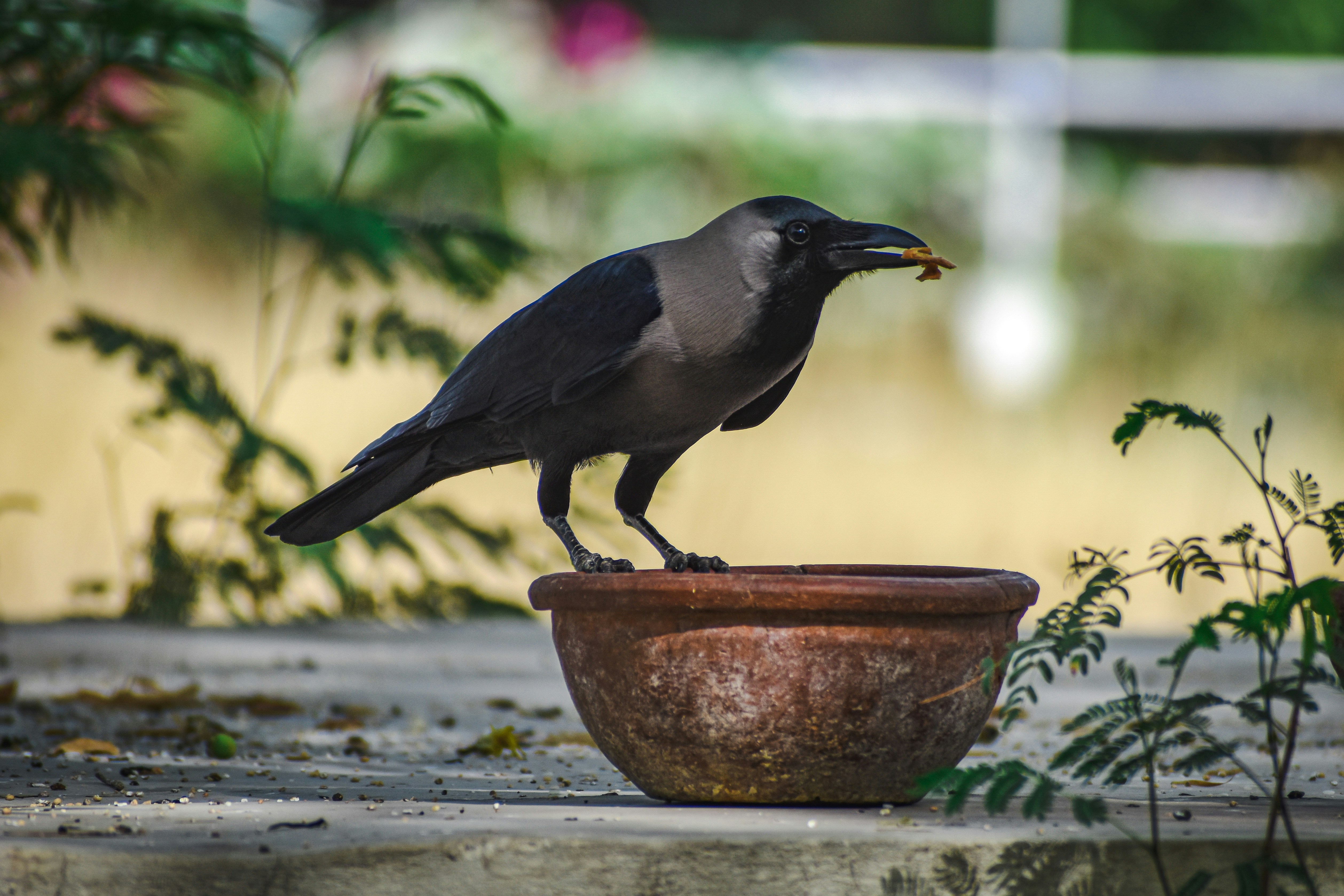 Crow Perched on a Weathered Clay Pot: Quiet Drama in Dappled Light