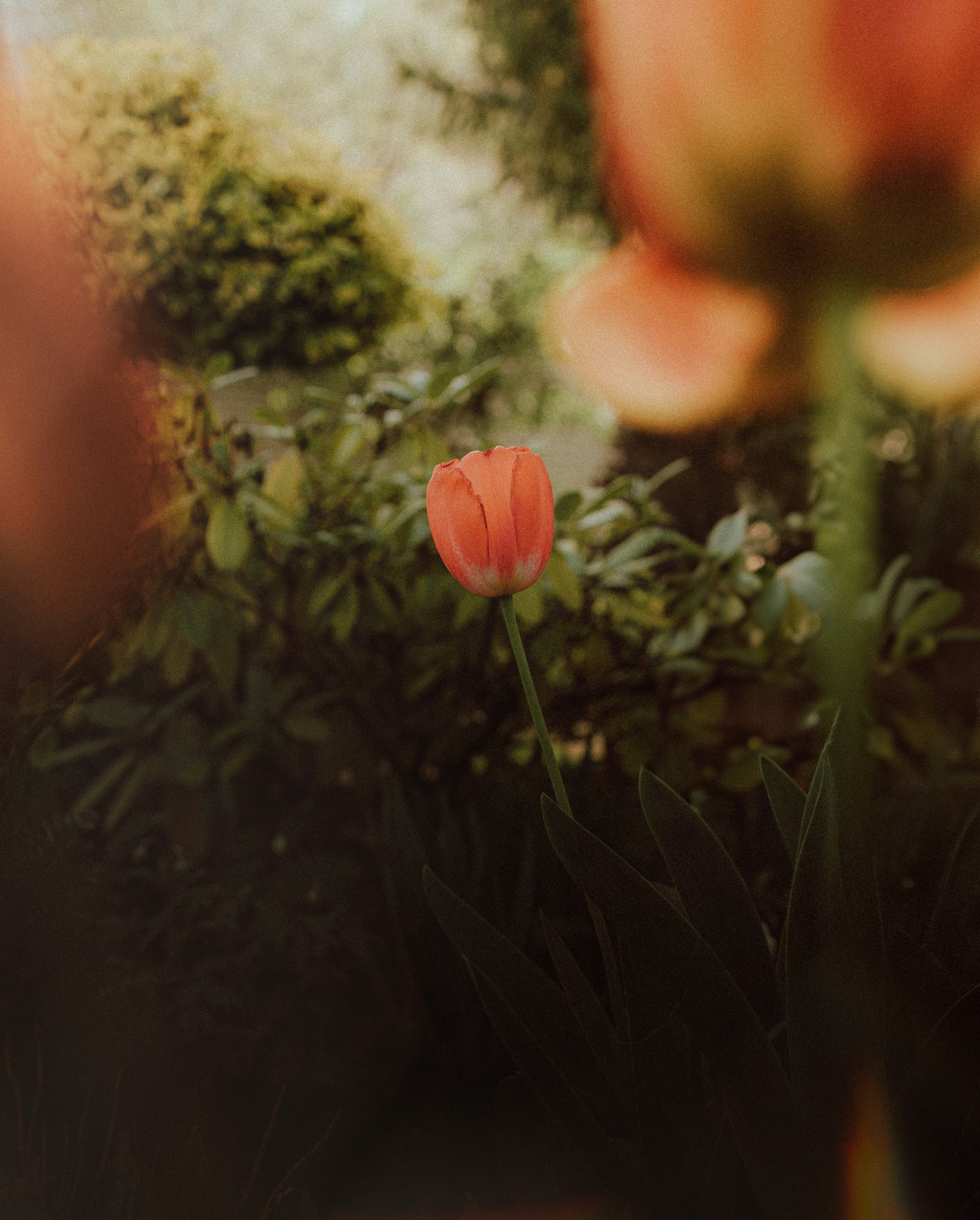 A vibrant pink tulip stands alone in a lush garden, surrounded by soft-focus greenery and blurred flowers. The scene evokes a sense of tranquility.