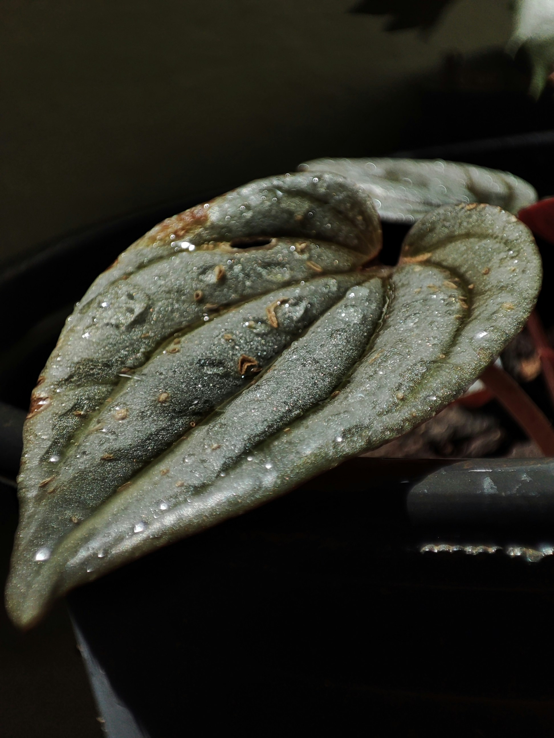 Photo by Francine de Oliveira with Redmi Note 10 Pro