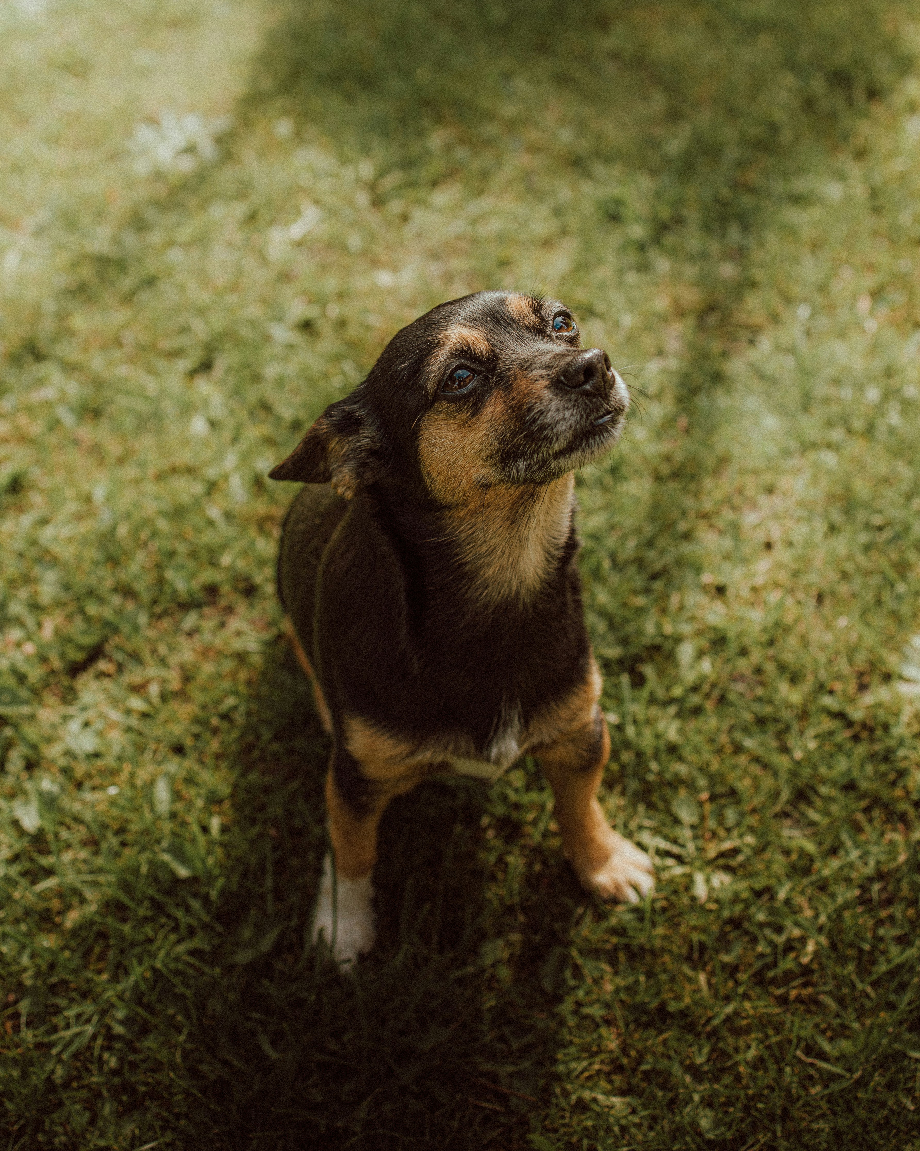 A small dog standing on top of a lush green field photo – Free Dog ...