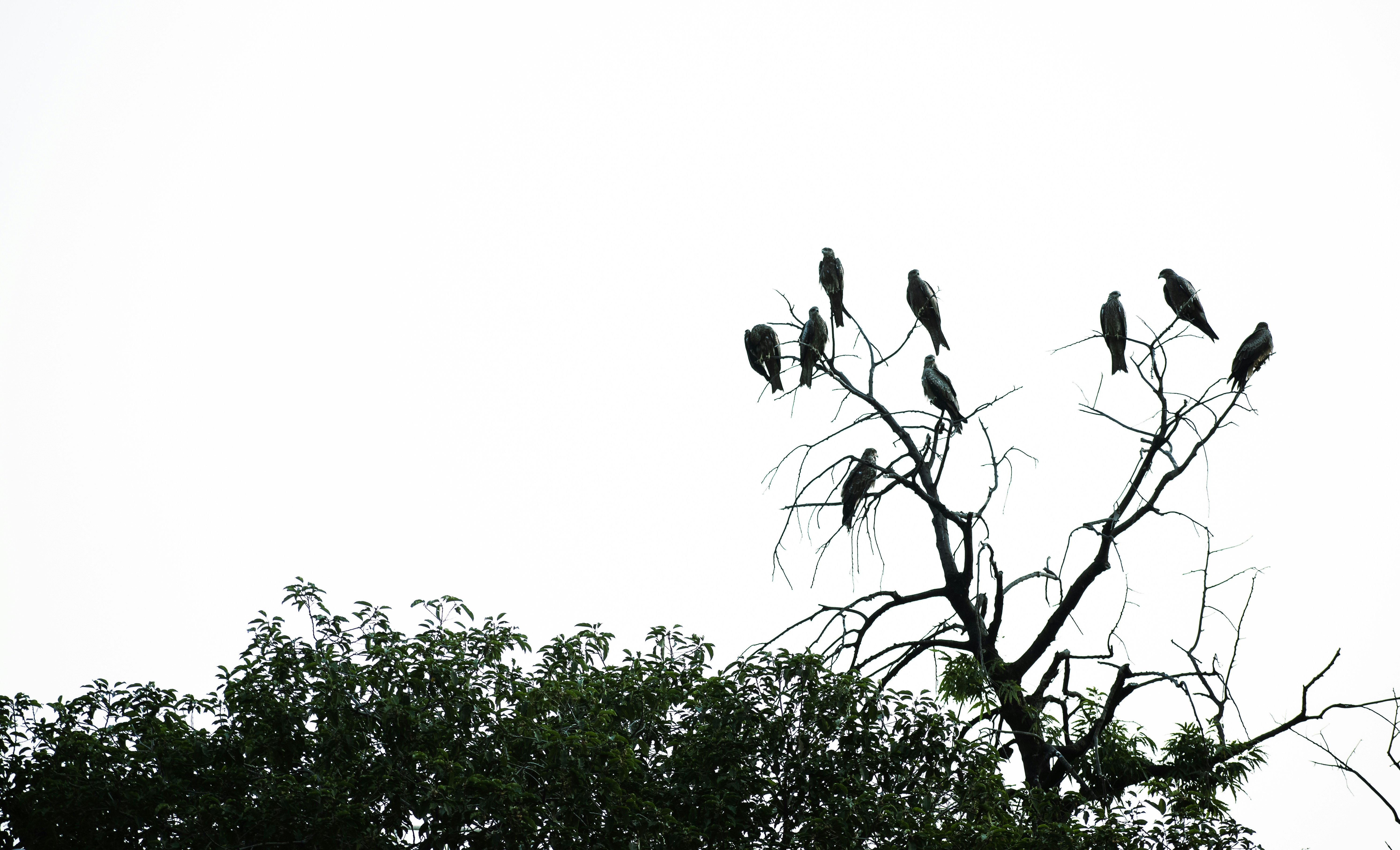 Perched Chorus on a Bare Crown Against a Blanched Sky