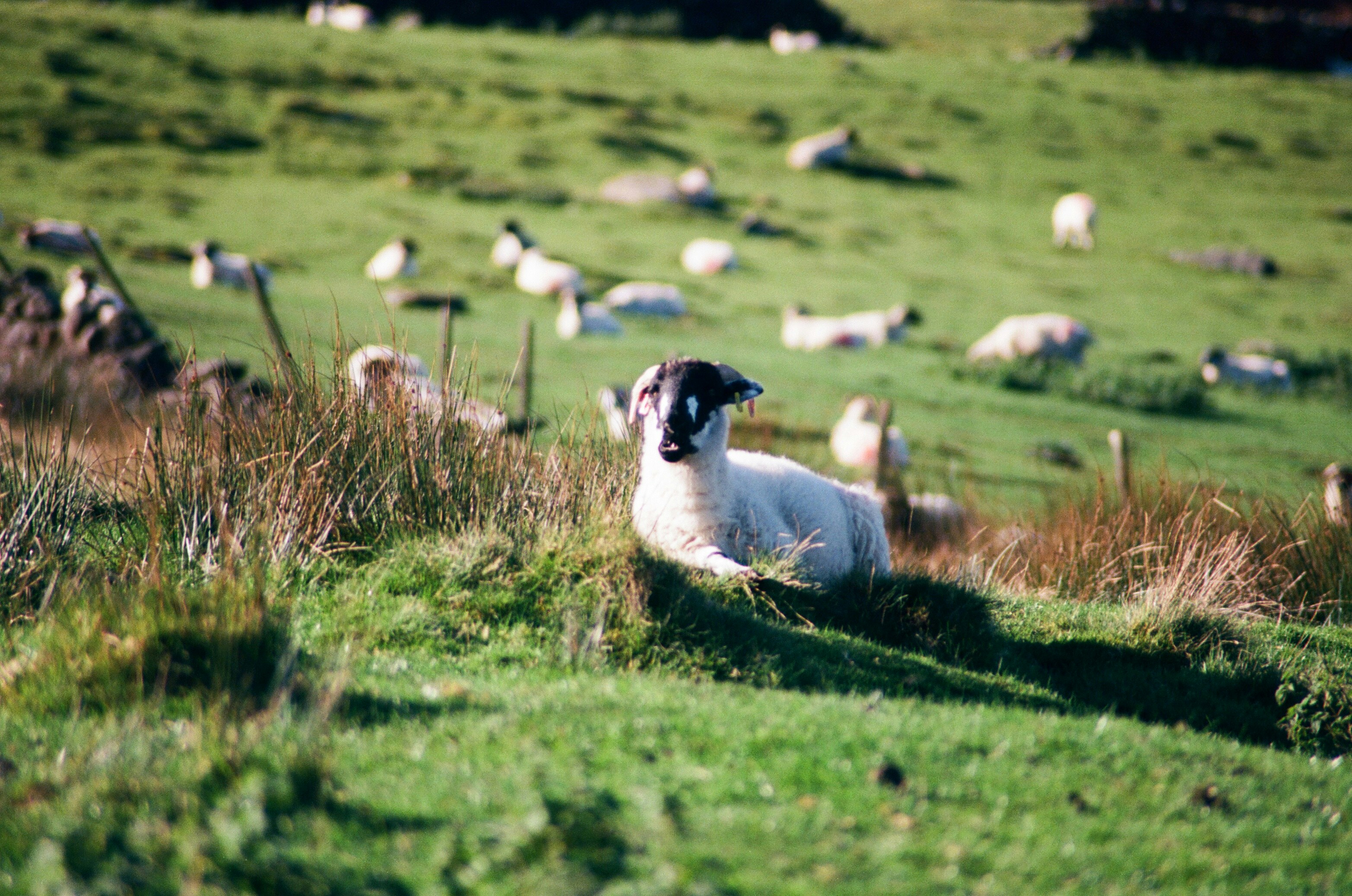 A sheep is sitting in a field of sheep photo – Free Nature Image on ...