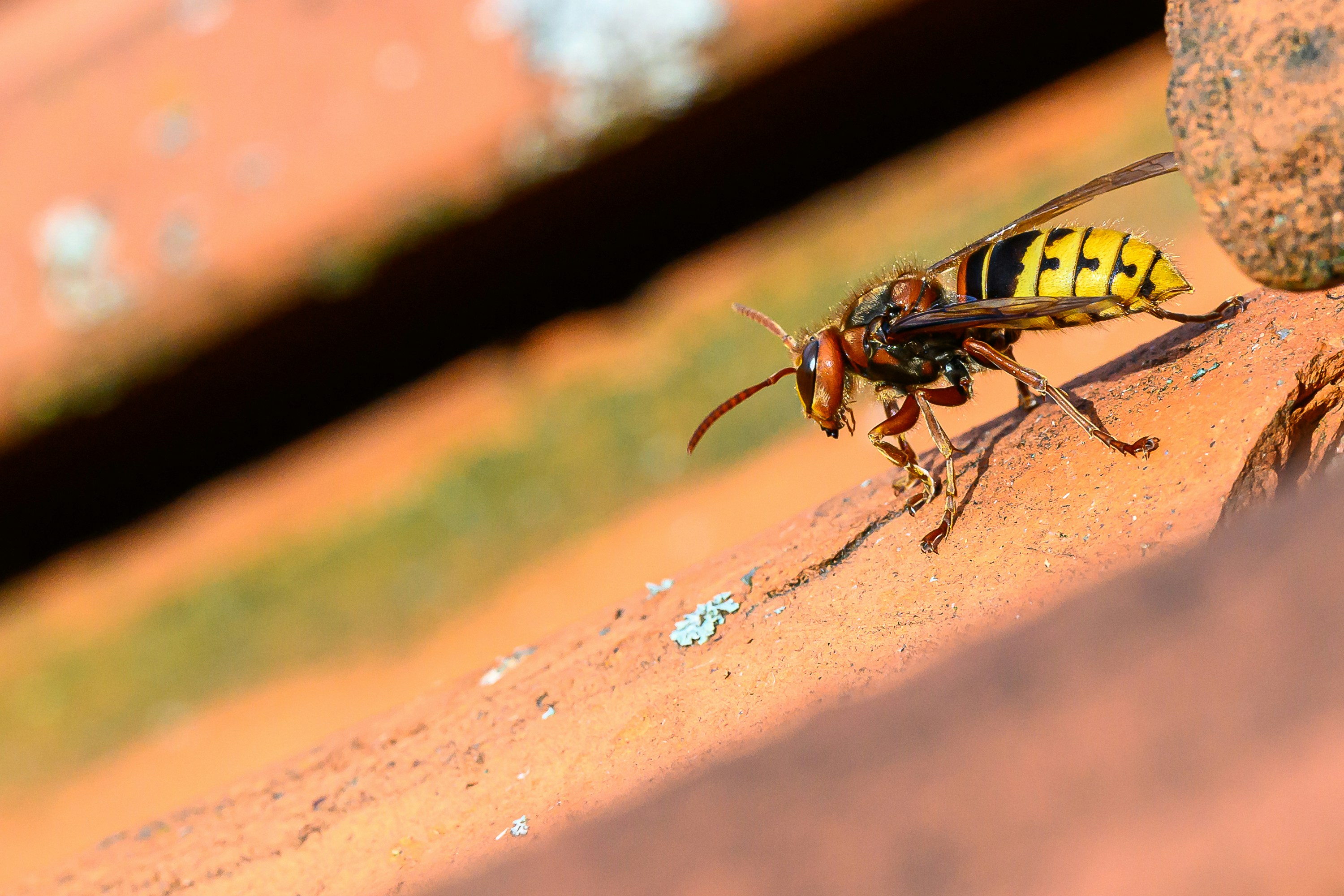 Terracotta Edge in Motion: a wasp crossing a sunlit ledge