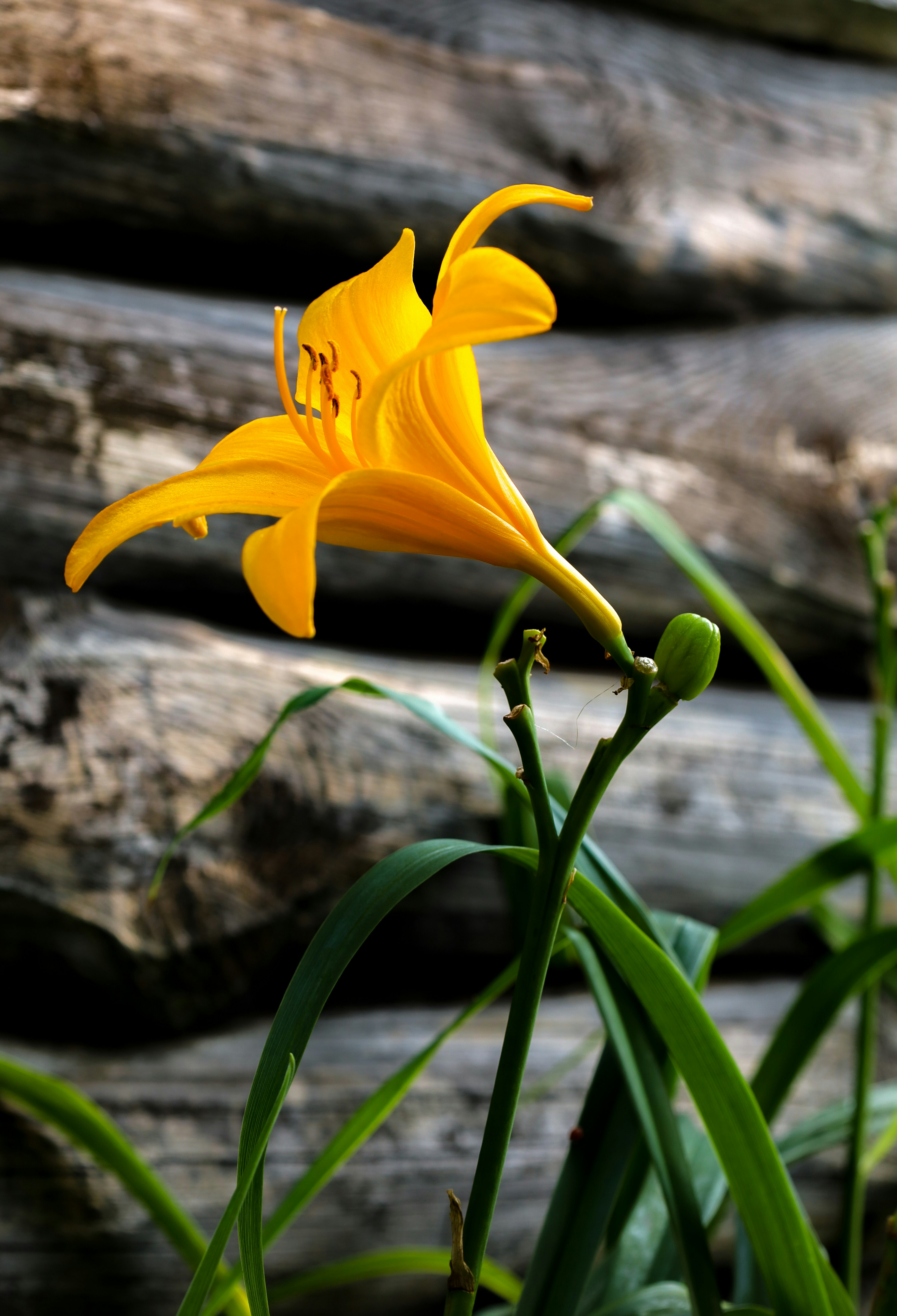 Golden Lilium: A Single Bloom Against Weathered Wood