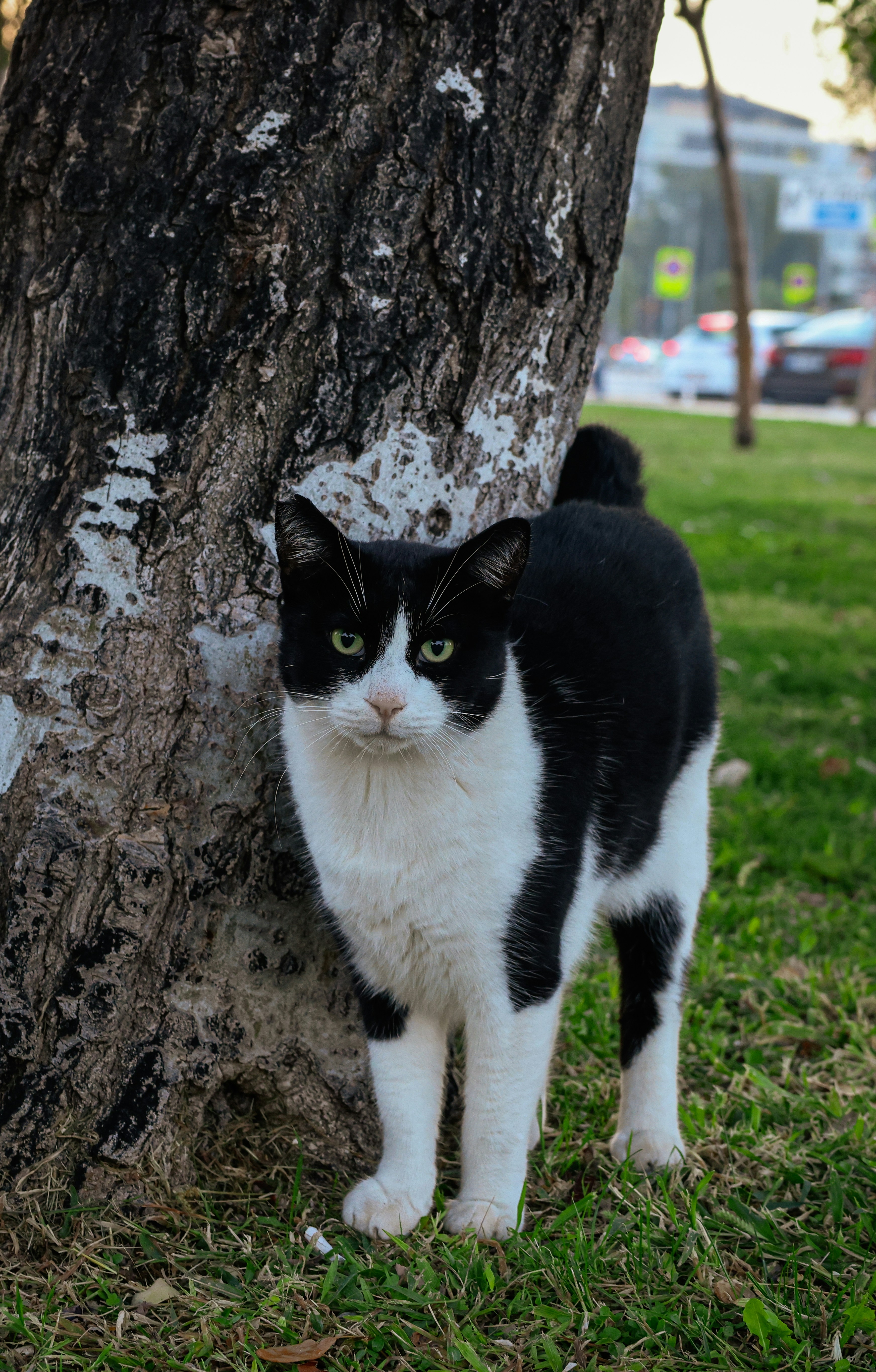 Green-Eyed Pause at the Park: A Black-and-White Cat by the Tree