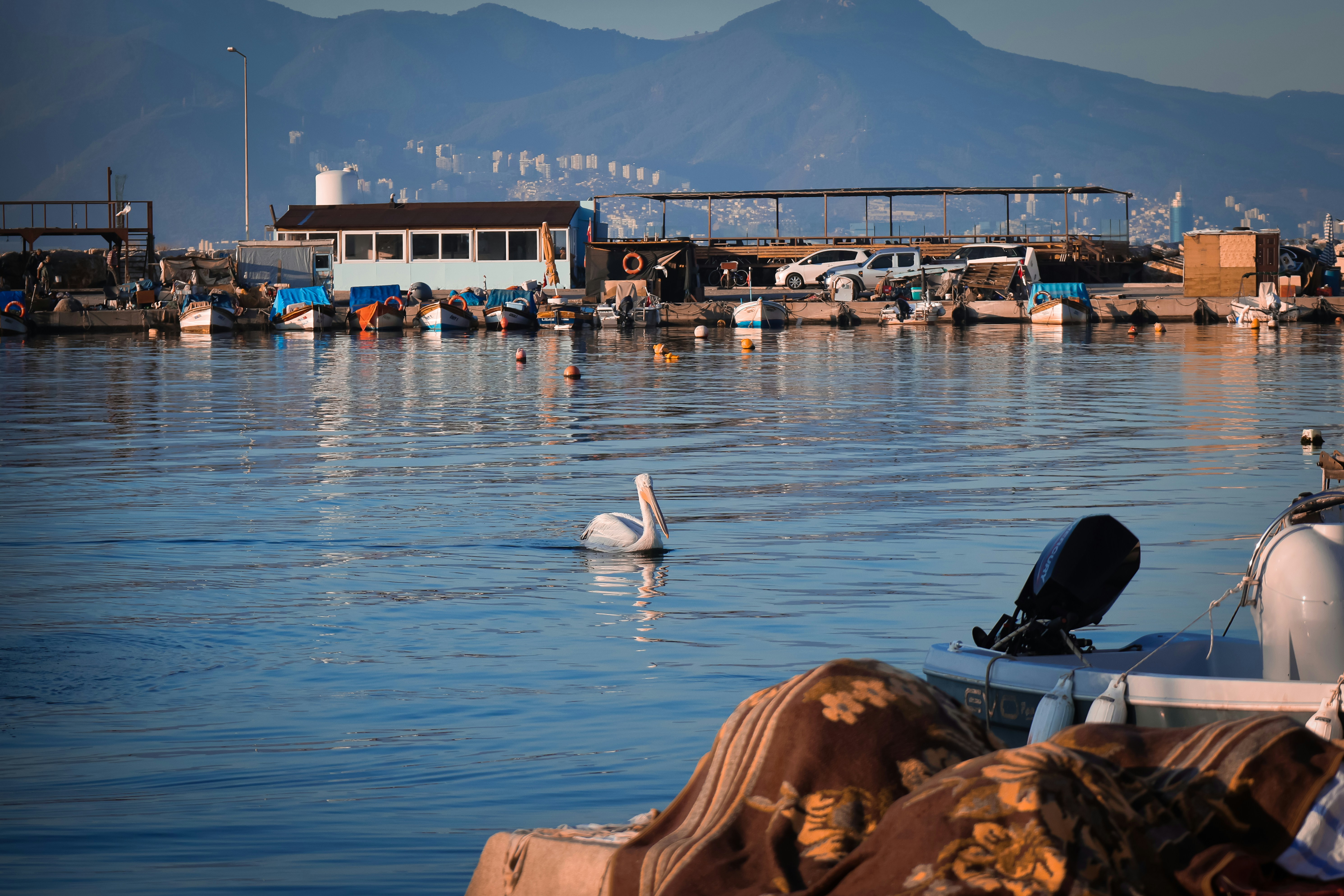 Harbor Reverie: A solitary swan gliding among moored boats beneath a mountain backdrop