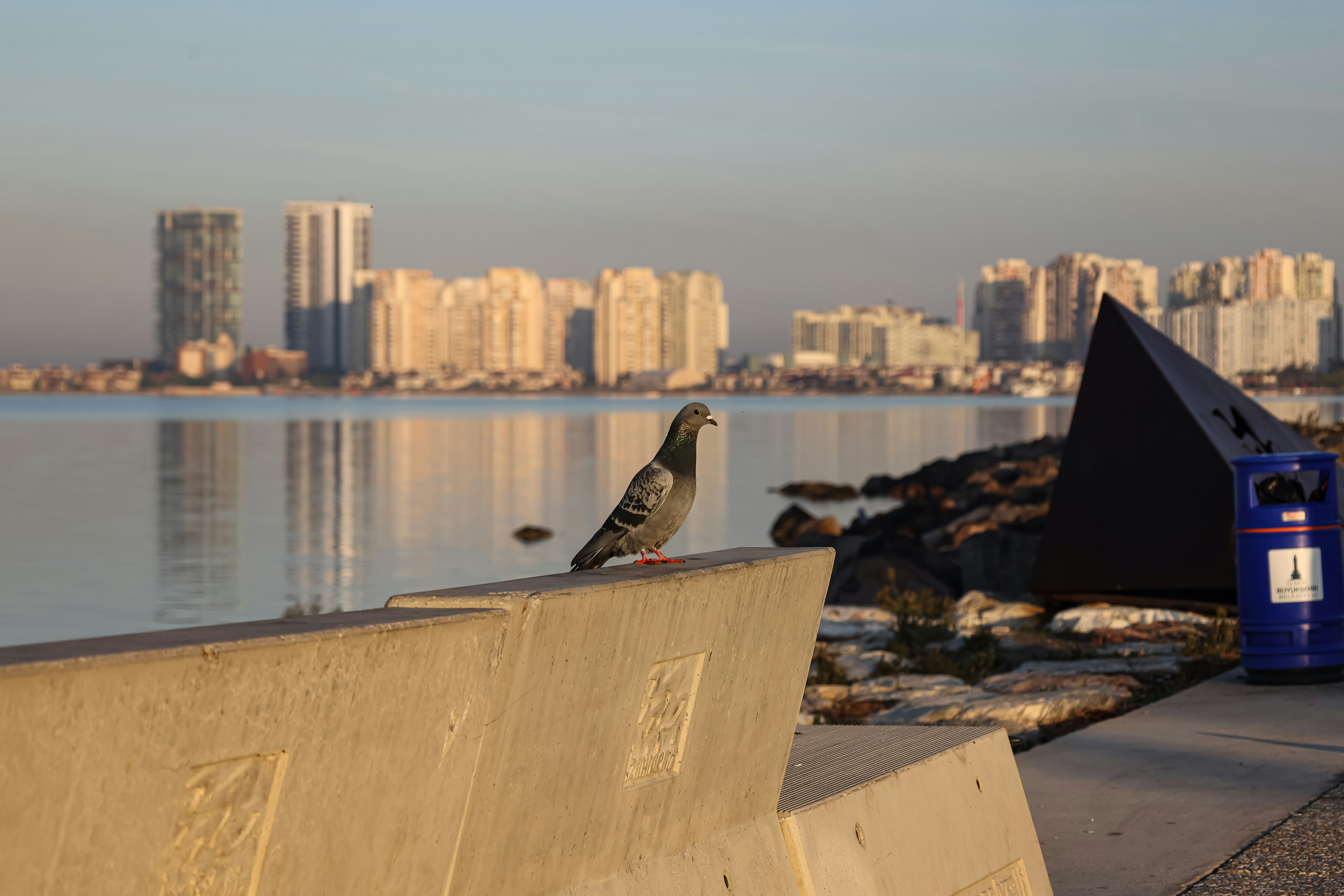 Pigeon at the Pier: quiet vigil against a skyline sunset