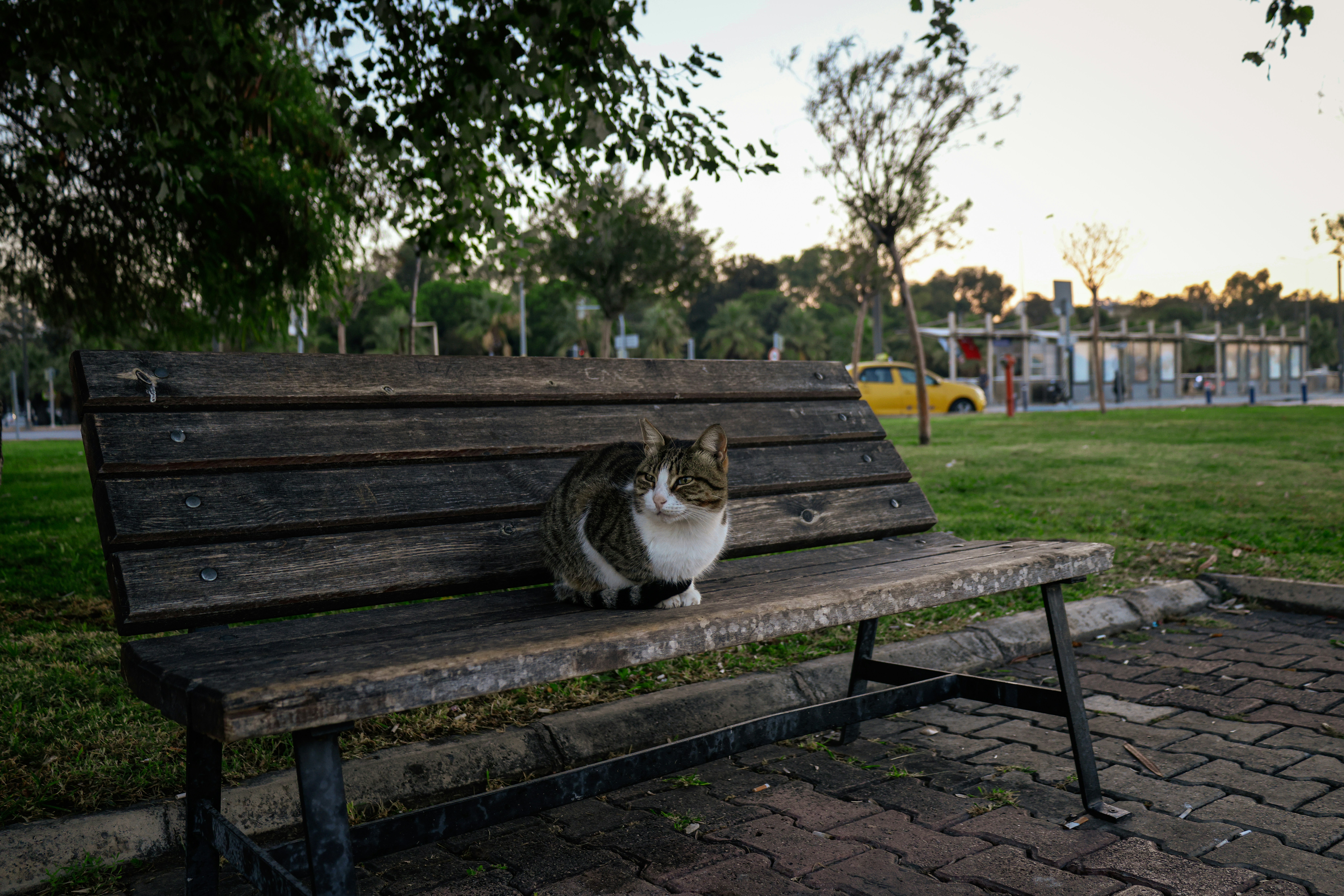 Whiskers on Weathered Wood: A Quiet Cat on a Park Bench at Dusk