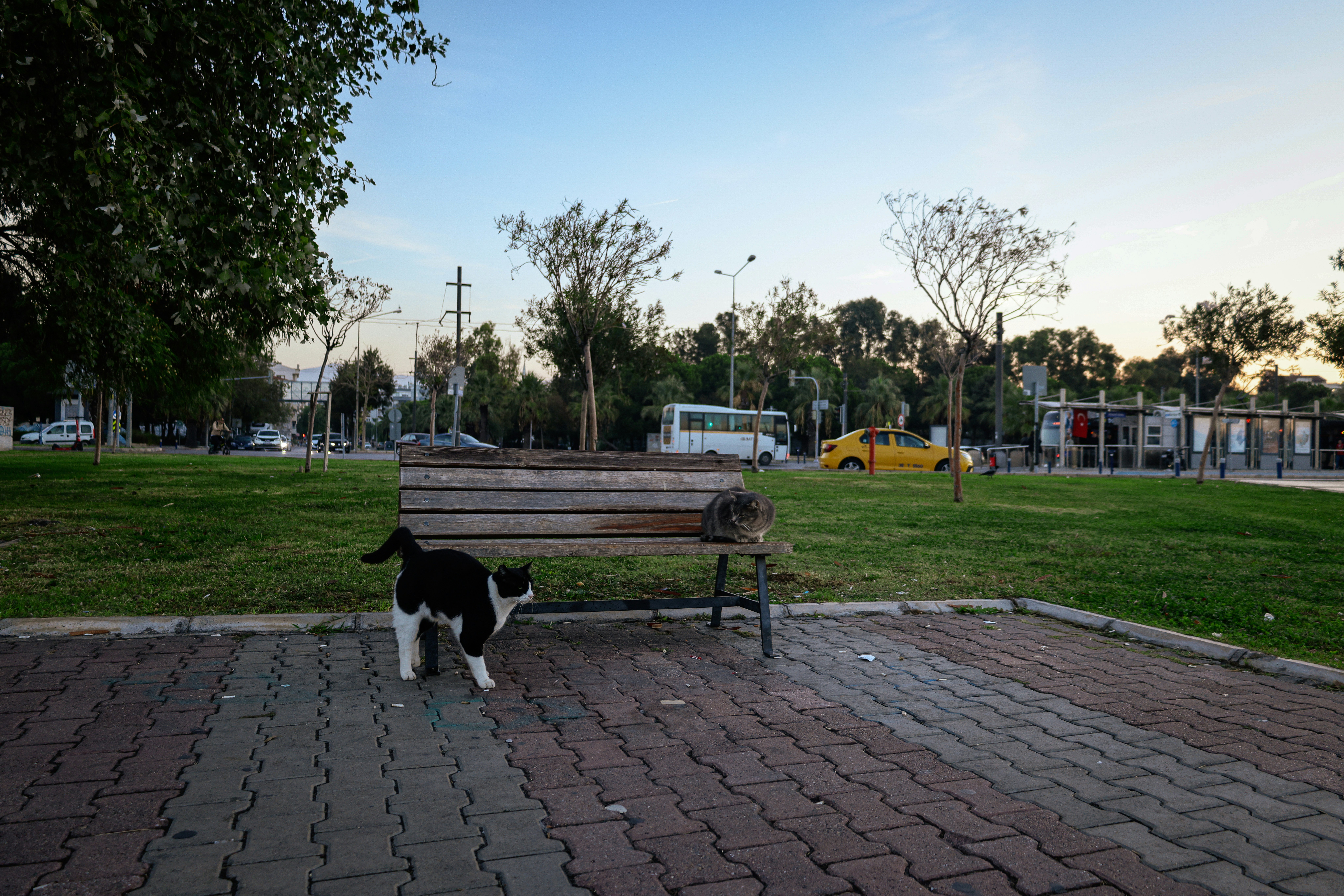 Whiskers and Shadows: A Park Encounter