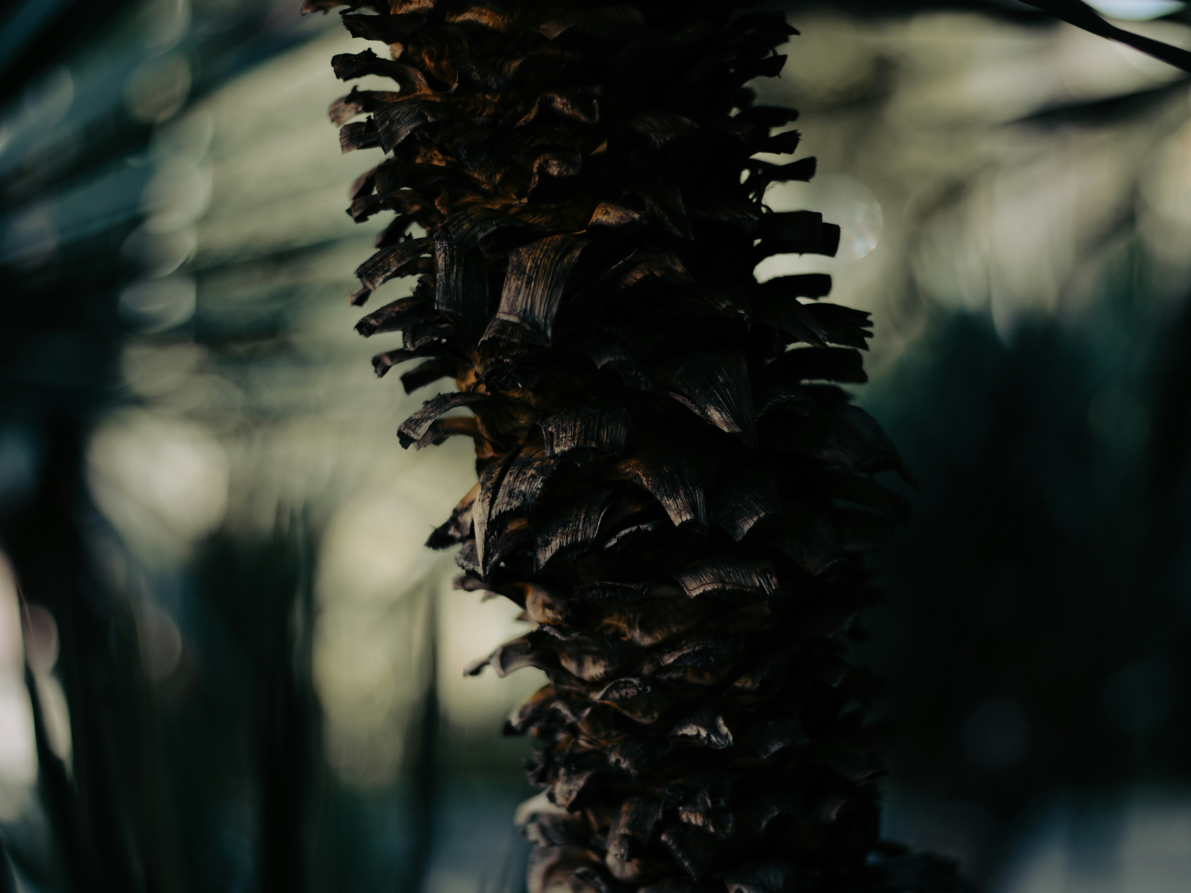 Dark Pine Cone Trunk Reaching into Soft Light