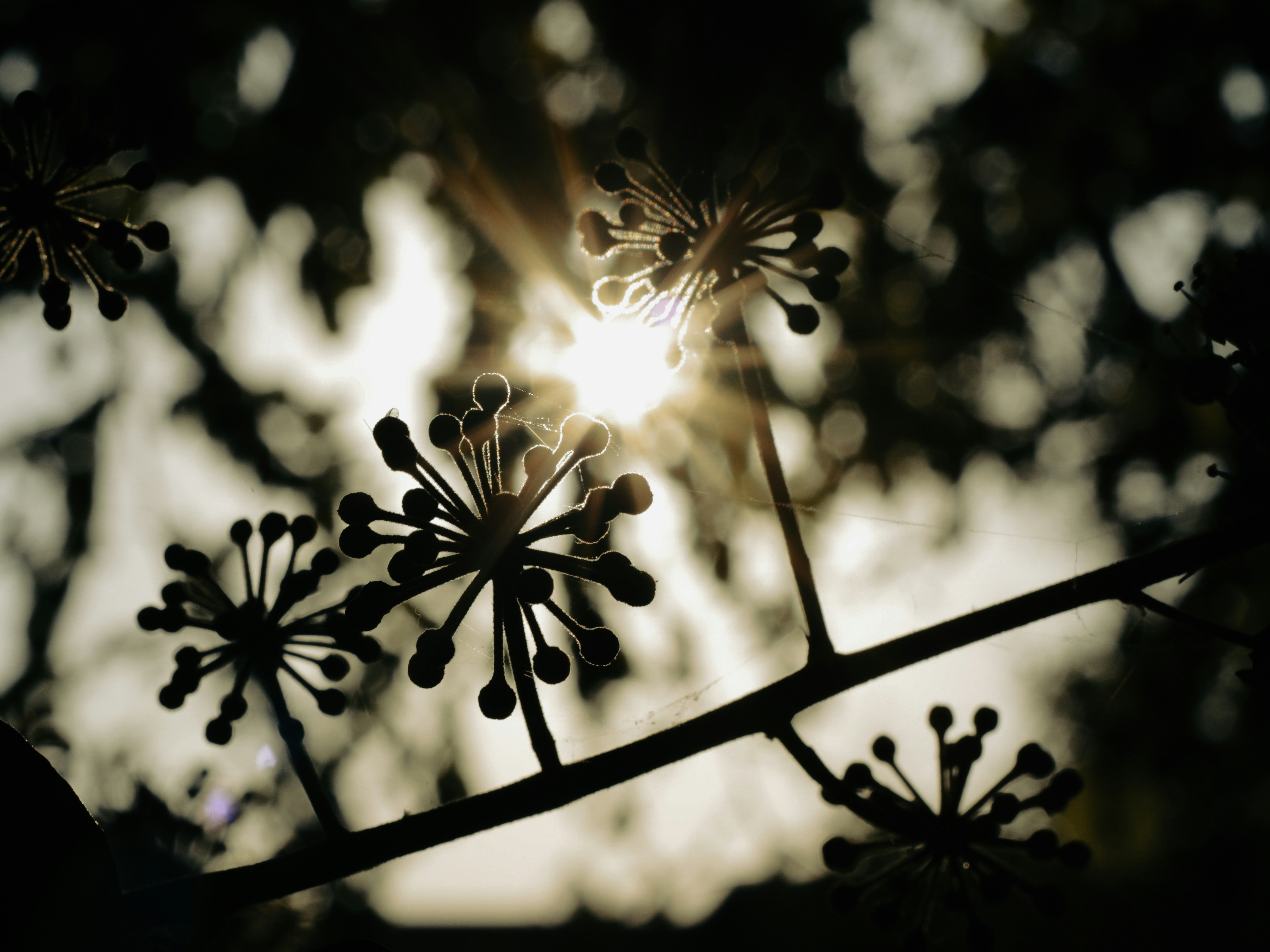 Delicate silhouettes of flowering branches against a bright sun, creating a harmonious interplay of light and shadow.