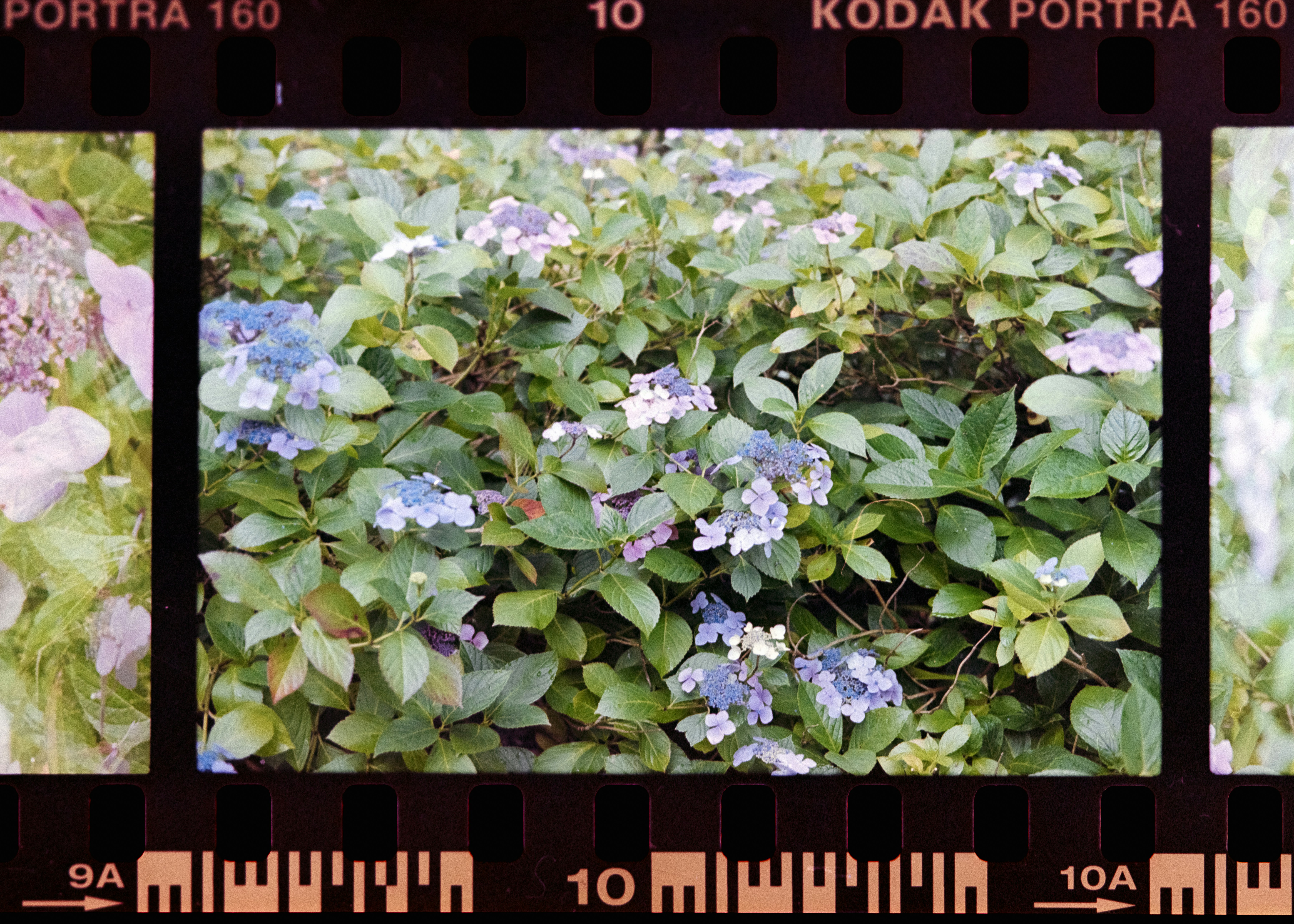 Pastel Hydrangea Mosaic in a Portra 160 Frame
